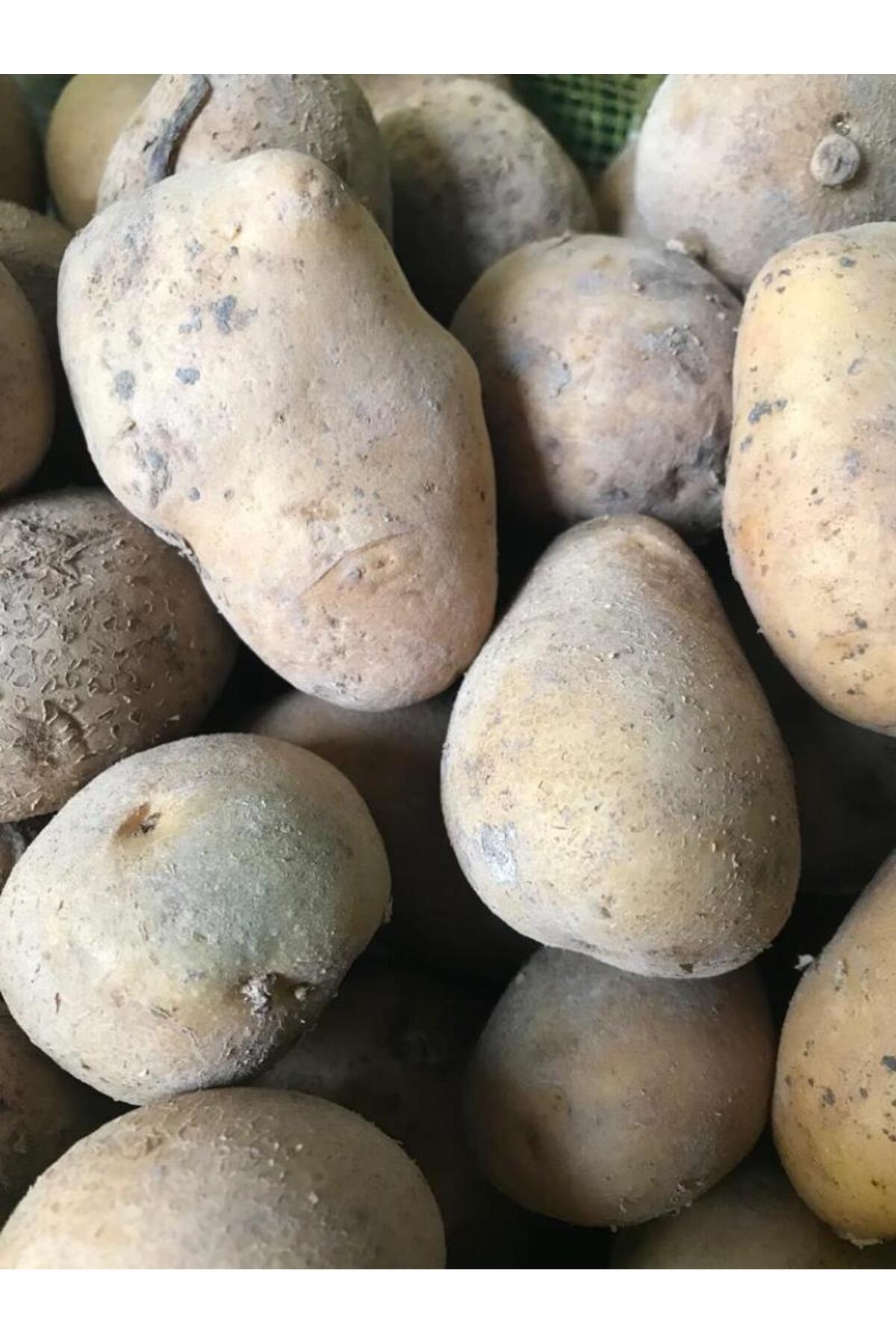 Karahasanoğlu Tarım Marabel Yerli Tohumluk Patates 10 Kg Fiyatı ...