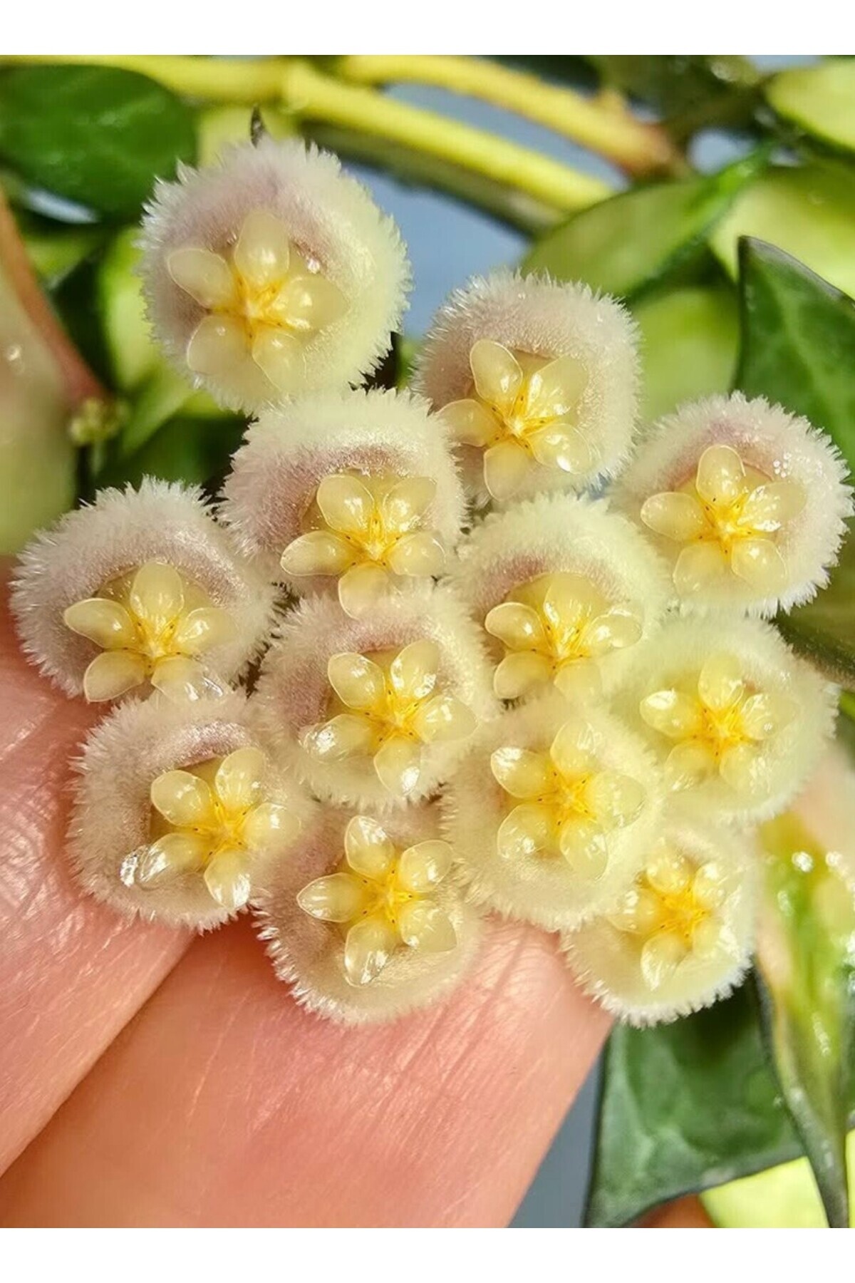 PLANT Hoya Lacunosa Bruno Tricolor Mum Çiçeği - Fiyatı, Yorumları