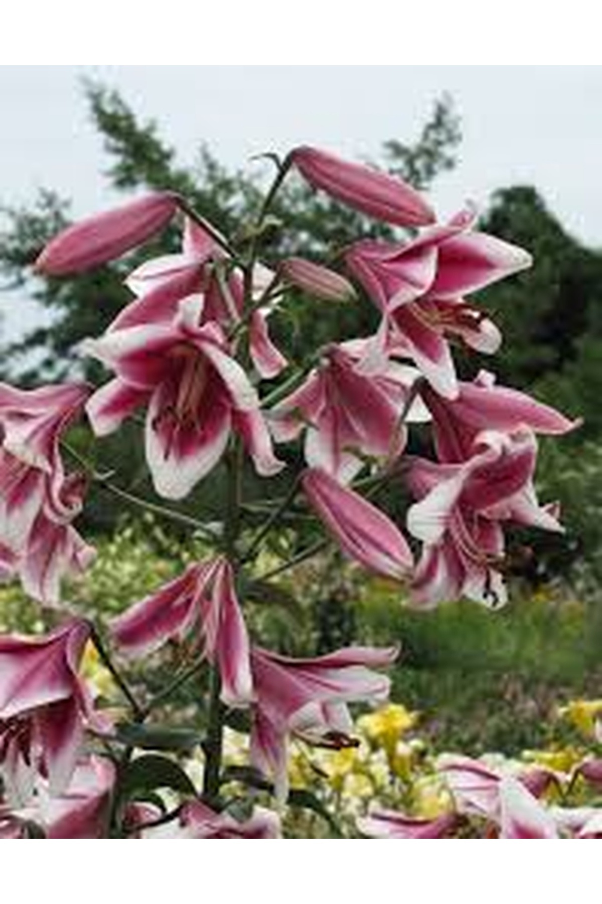 Garden Flower FRİSO LİLYUM - Fiyatı, Yorumları