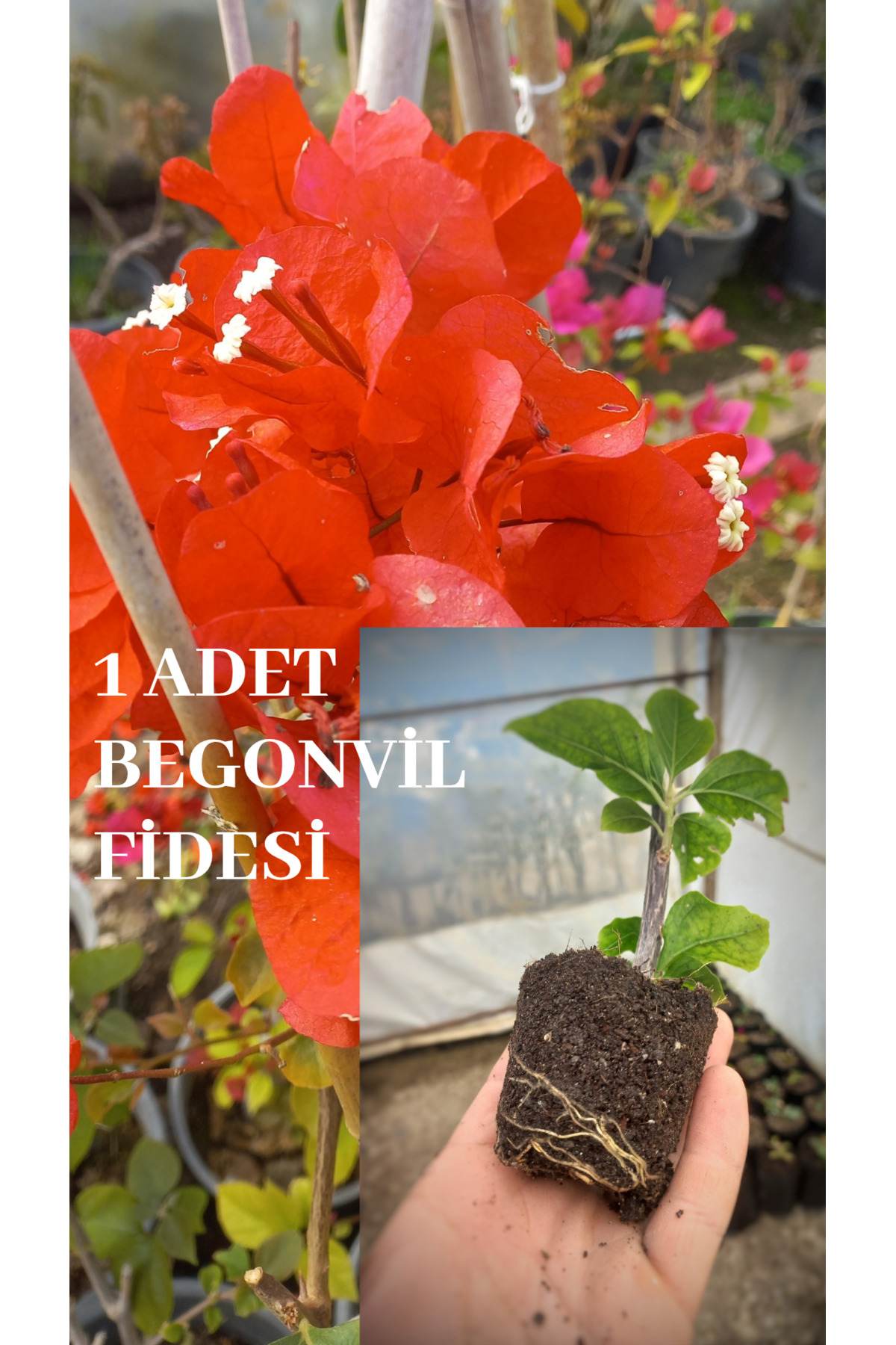 Ata Begonvil fidesi 1 adet sargın köklü begonvilFiyatı, Yorumları ...