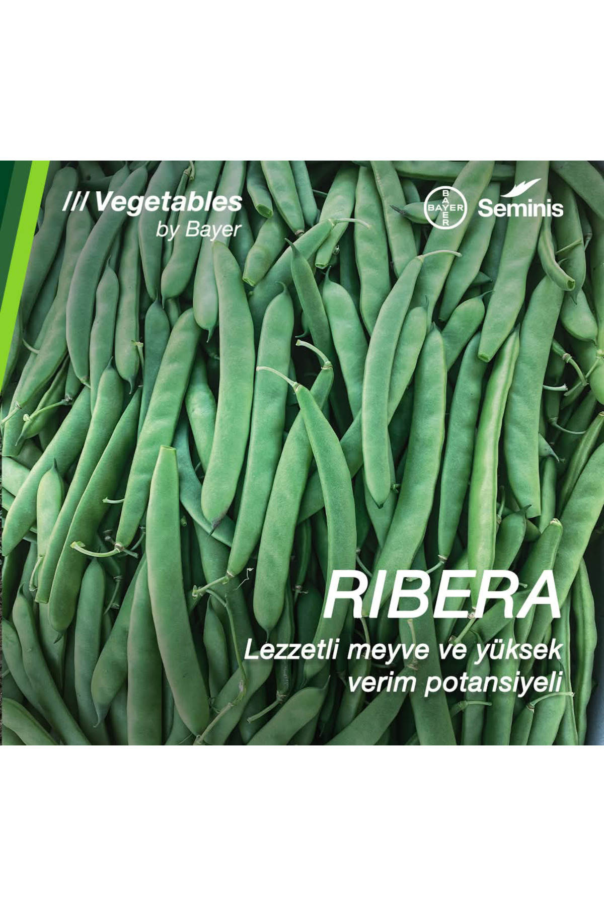 Seminis Ribera oturak taze fasulye tohumu 1 kg - Fiyatı, Yorumları