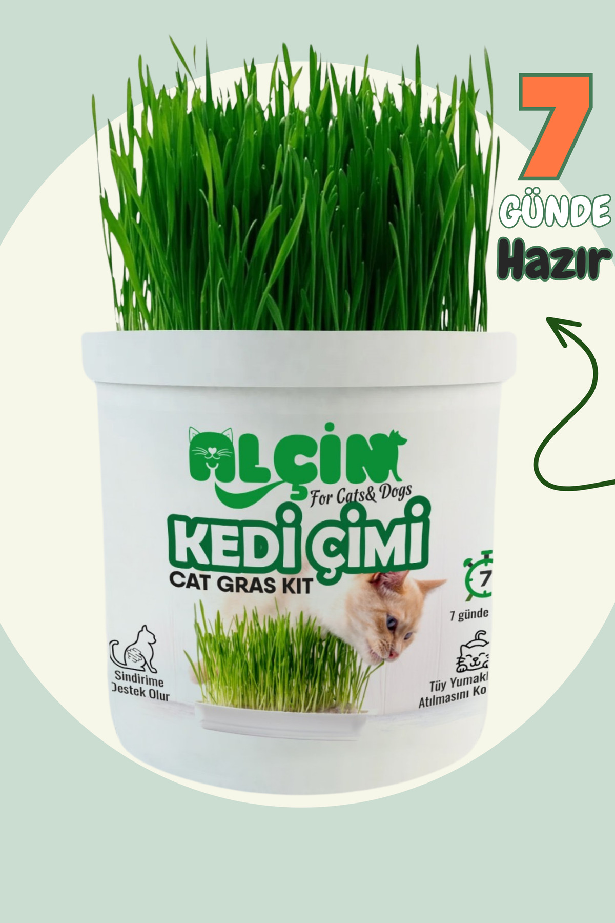 ALÇİN Kedi Çimi Tüy Yumağı Önleyici Etkili Sindirim Sistemi Dostu ve ...