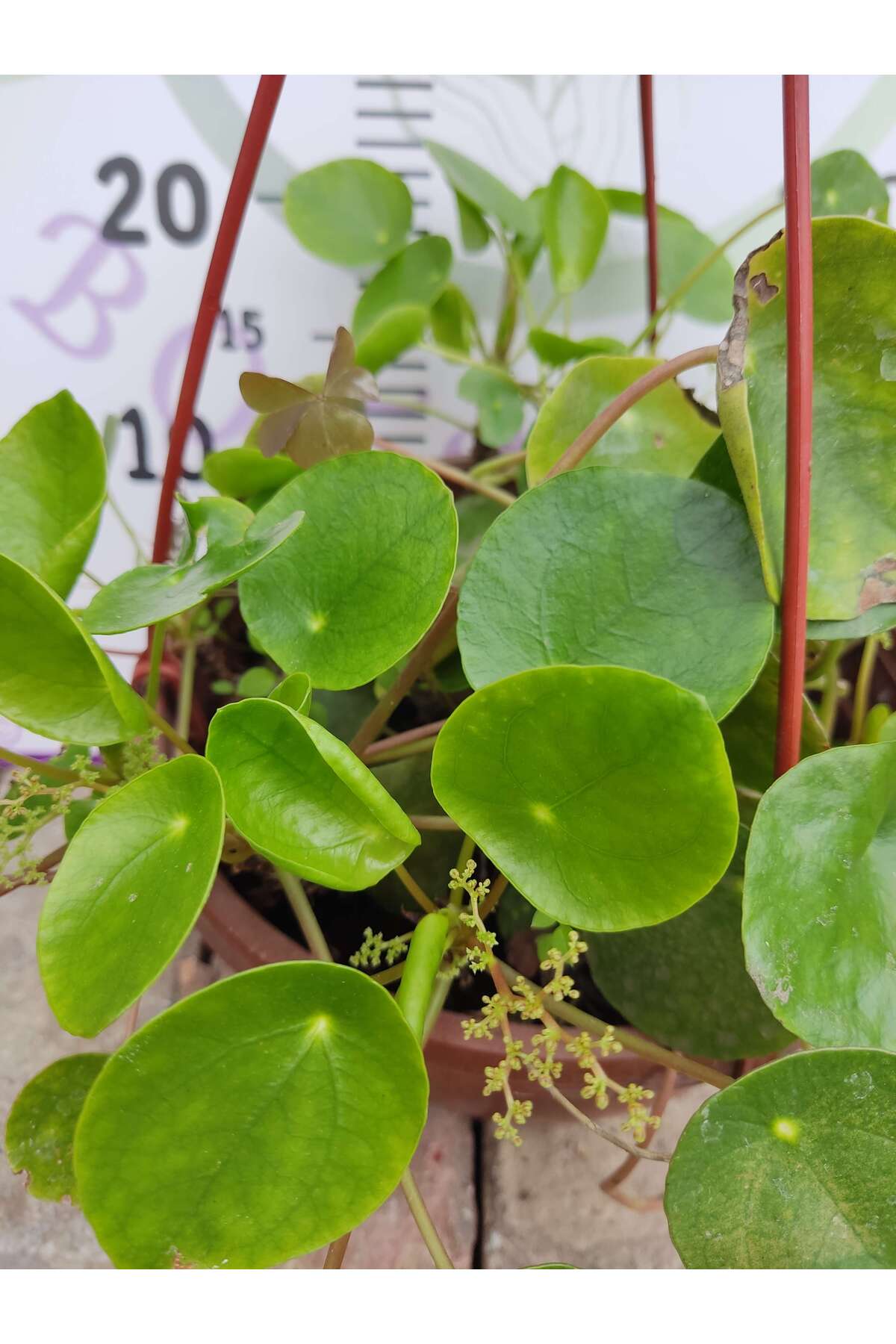 Zambak Botanik Askılı Pilea Peperomioides (Çin Para Ağacı) - Modern ve ...