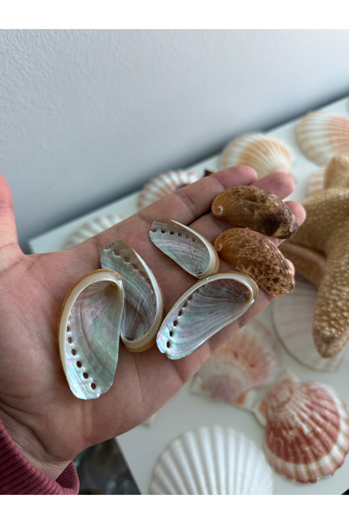 Seashell Rio 6 Adet Abalon kabugu / 4 - 6 cm - Fiyatı, Yorumları