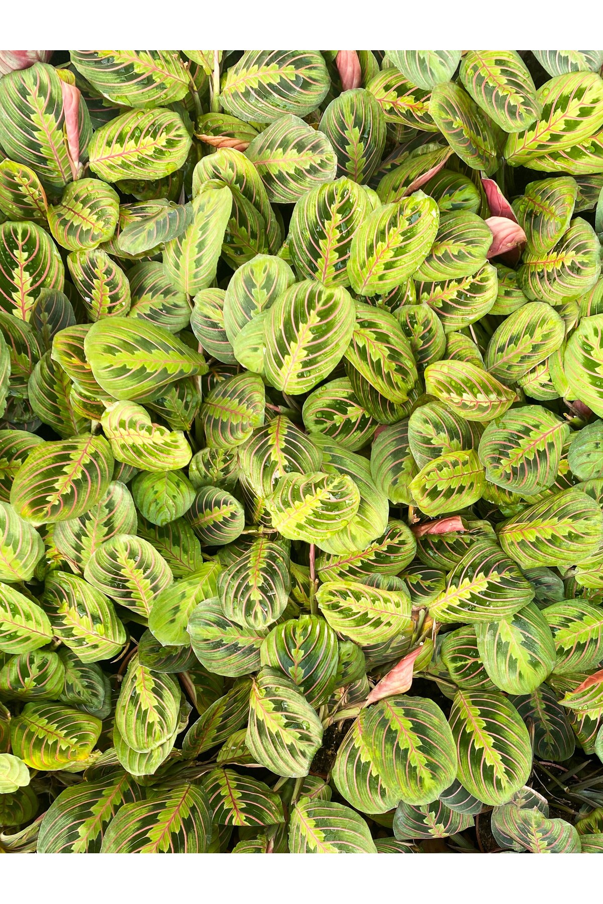 Fidanburada Maranta Fascinator Ruby Terra Cotta Saksılı Dua Çiçeği ...
