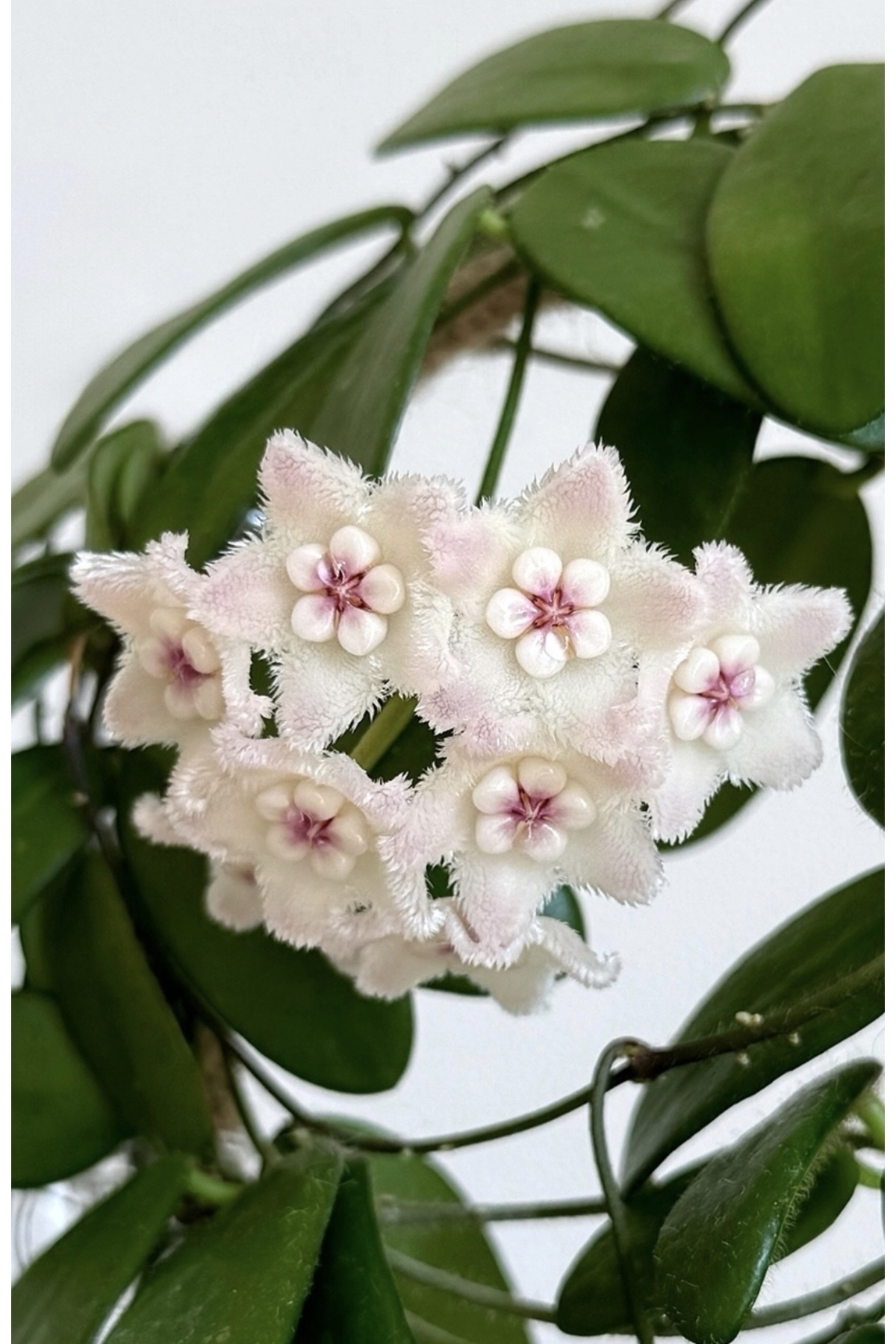 PLANT Hoya Spectatissima Mum Çiçeği - Fiyatı, Yorumları