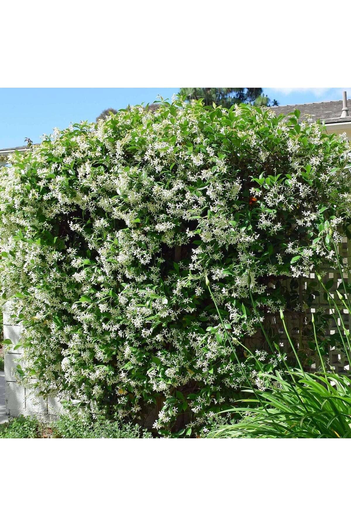 Zambak Botanik Arap Yasemini (Rhyncospermum jasminoides) - Hoş Kokulu ...