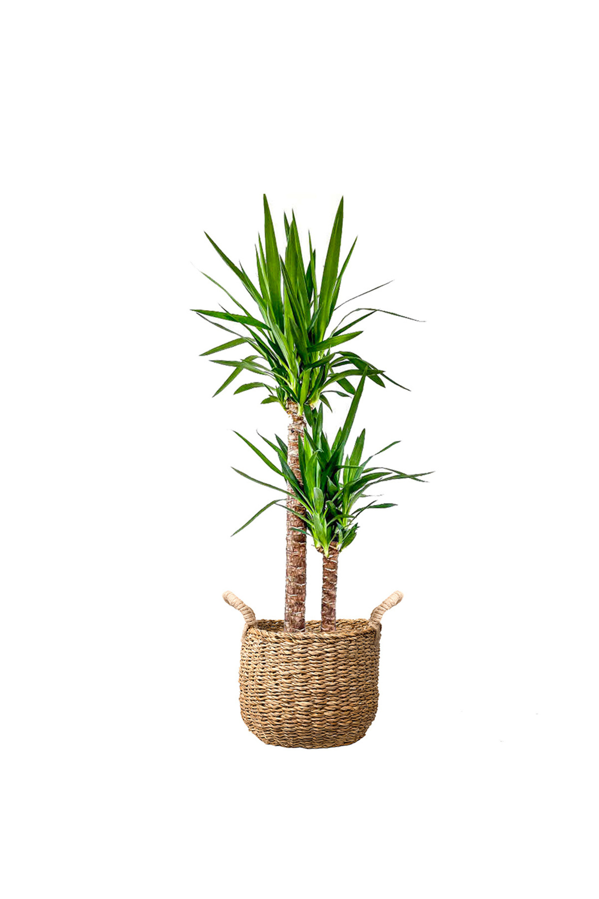Fidanburada Yuka 2 Gövdeli (YUCCA MASSENGENA) Basic Hasır Saksılı ...