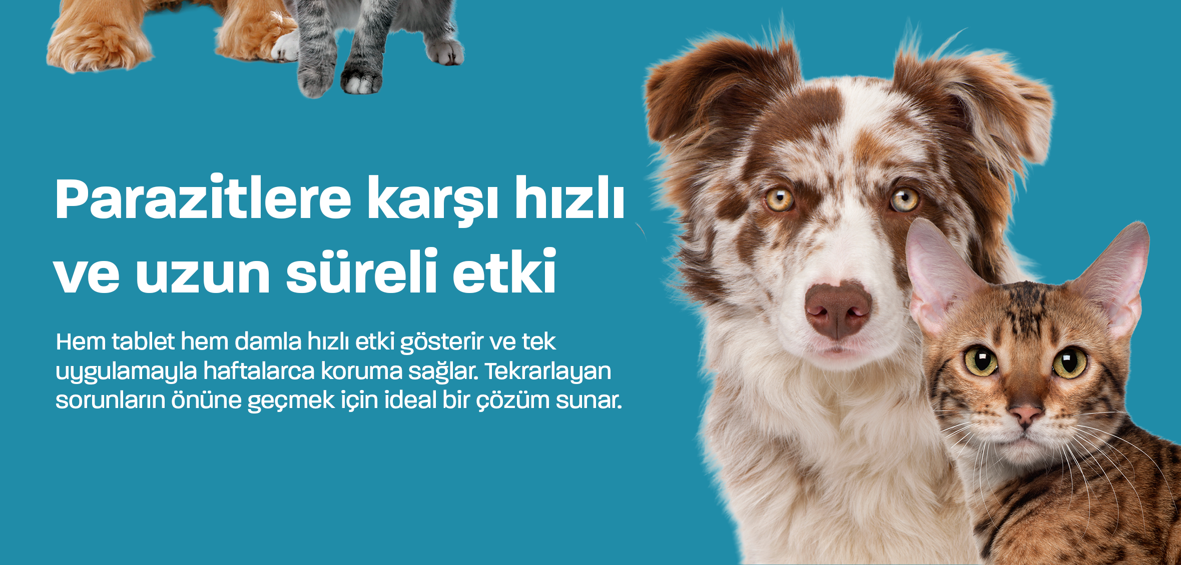 muvicado Kedi İç Dış Bitkisel Parazit İç Dış Damlası Köpek İç Dış Anti ...