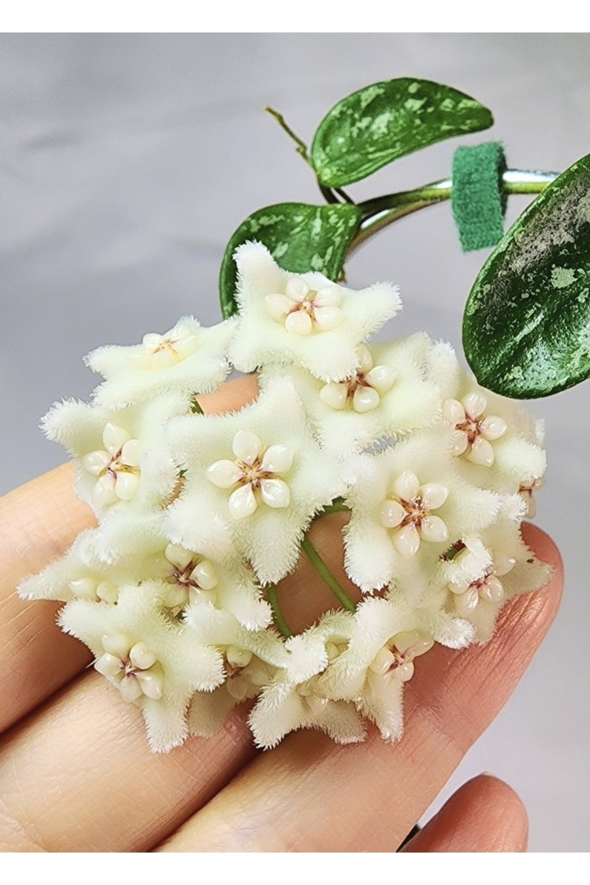 PLANT Hoya Lima Splash Mum Çiçeği - Fiyatı, Yorumları