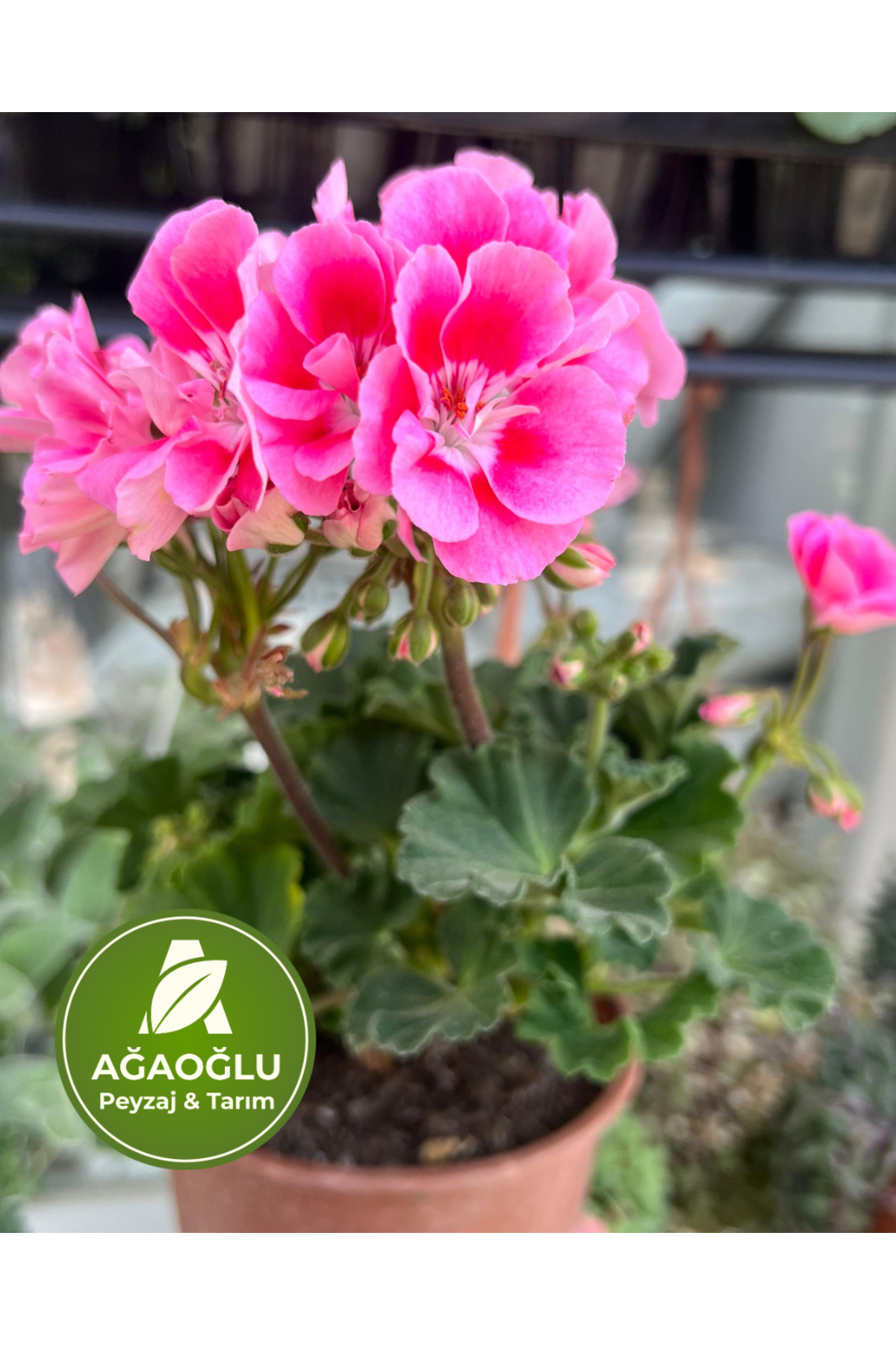 Ağaoğlu Canlı Pembe Sardunya (Pelargonium) – Çiçekli, Üretim Saksısında ...