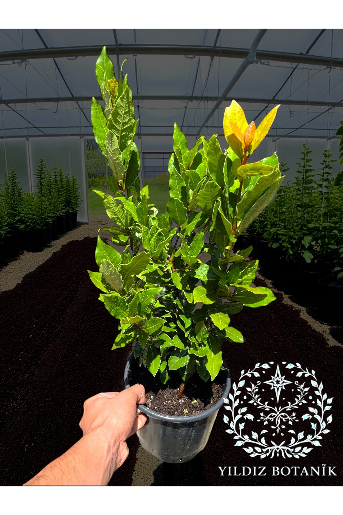 YILDIZ BOTANİK Kokulu Defne Fidanı Aromatik Defne Ağacı Bitkisi Laurus ...