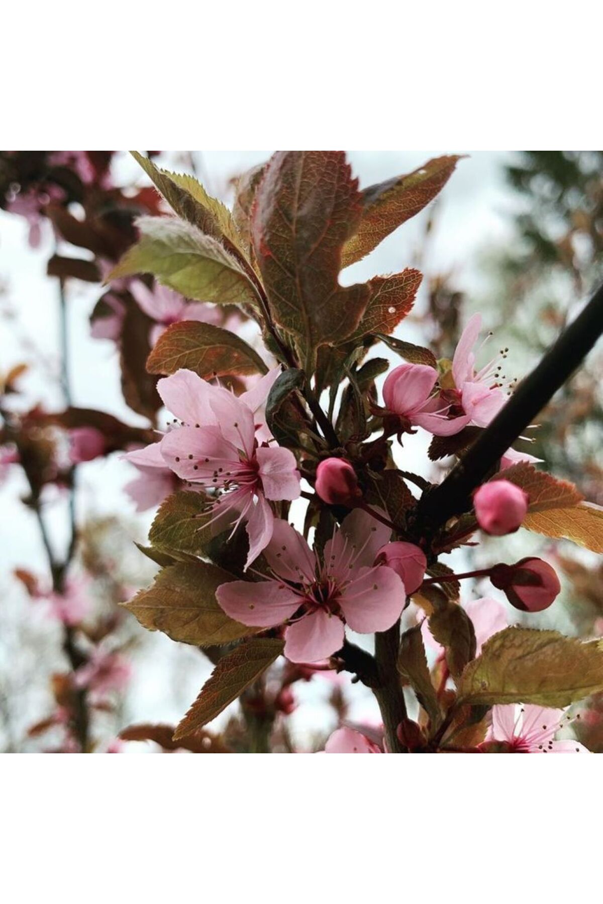doğaşık Kırmızı Yapraklı Süs Kirazı "prunus Schubert" Fidanı 1-2 Yaş ...
