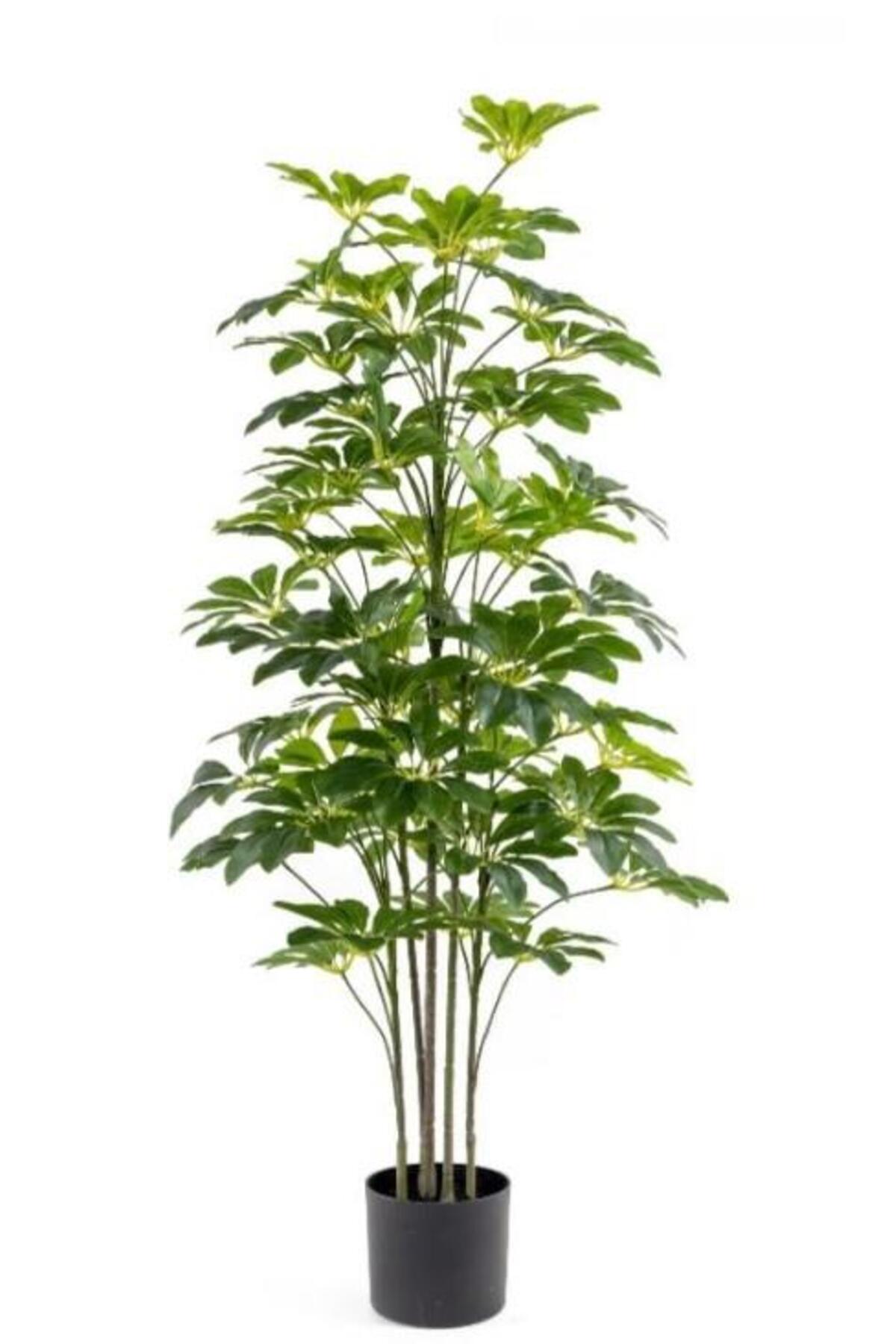 Çinpa Sheflera Real Touch 125 Cm 0103627 - Fiyatı, Yorumları