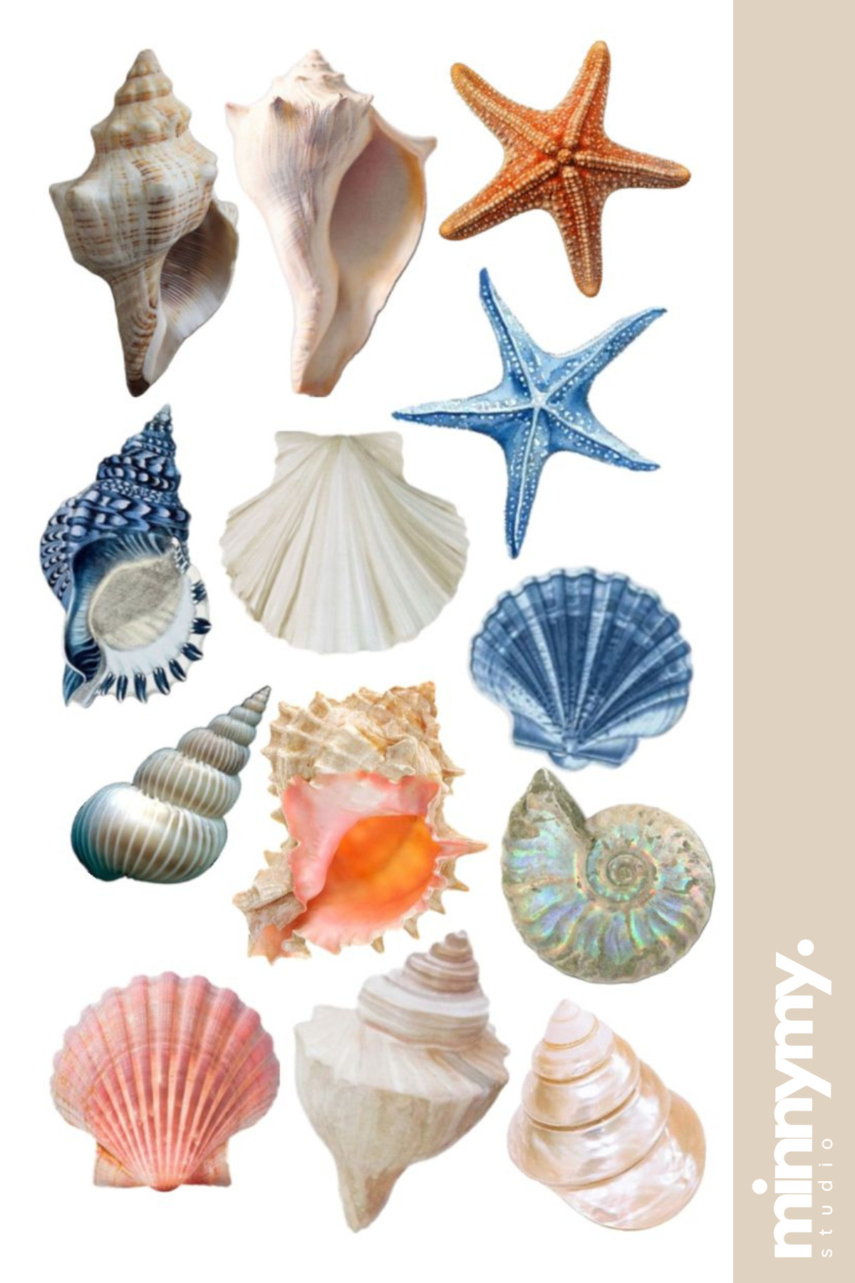 Minnymy Seashell Collection Retro Sticker, Çıkartma, Ajanda, Günlük ...