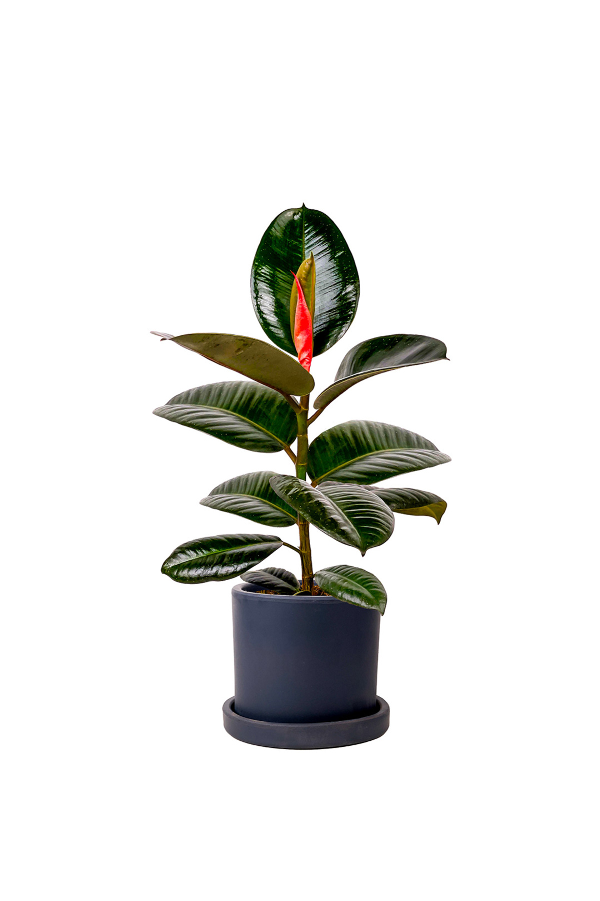 Fidanburada Kauçuk - (Ficus Elastica Robusta) Ruby Antrasit Saksılı ...