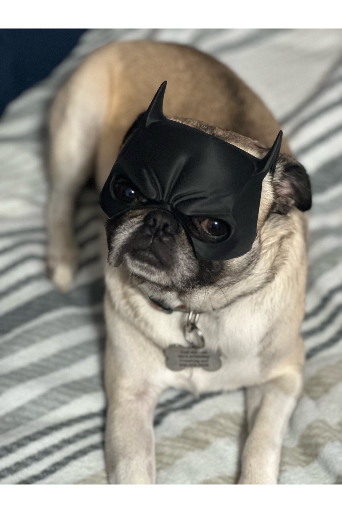3d soft light Pug Köpek Batman Kostüm Maskesi Şık Tasarım - Fiyatı ...