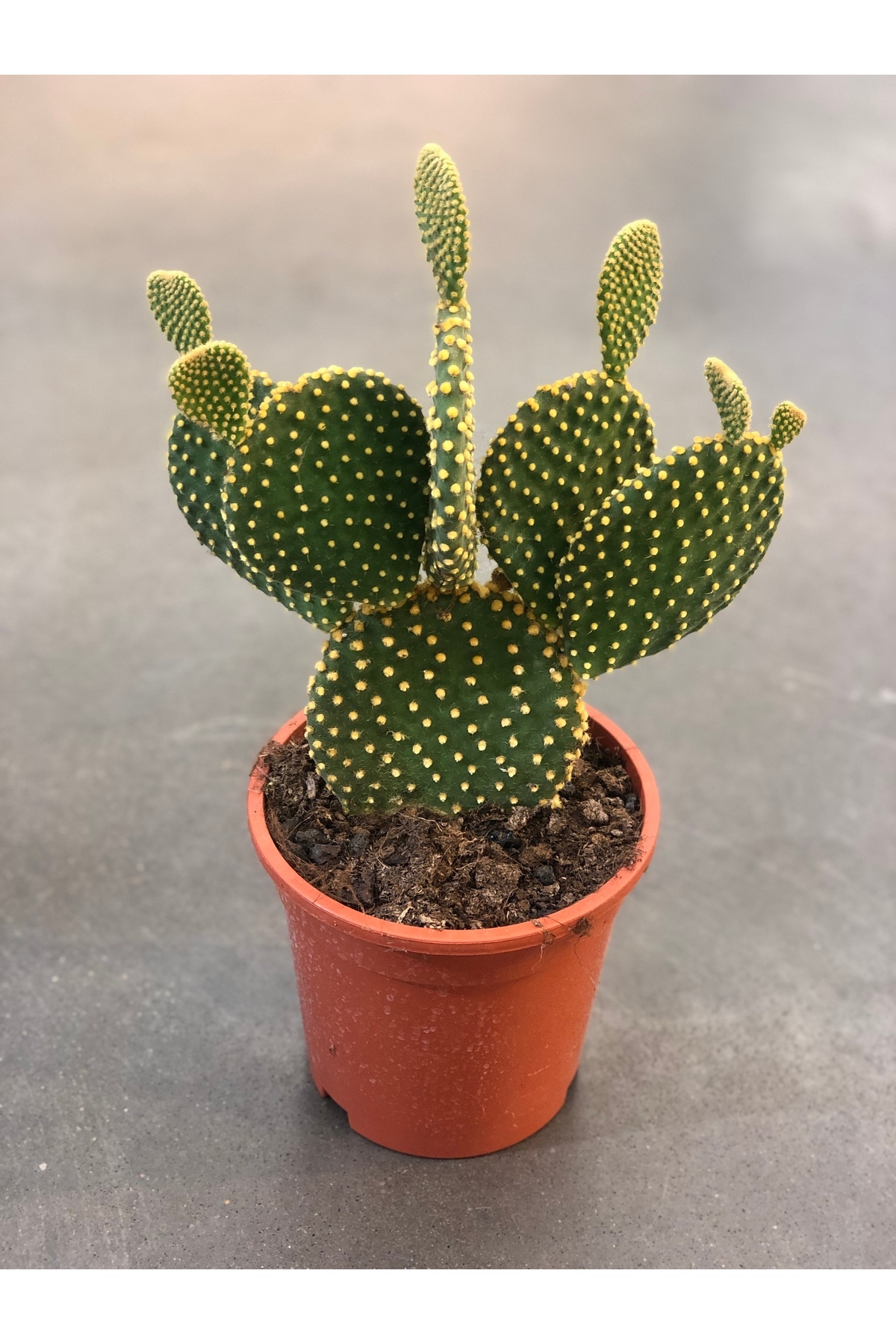 SYNETELLYA Opuntia Microdasys Albata (5.5 Cm Saksıda) Sarı Tavşan ...