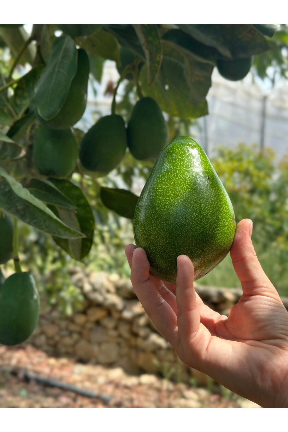 DORUK TROPIKAL AVOKADO 1 KG.LİMON 1 KG.MUZ 1 KG - Fiyatı, Yorumları