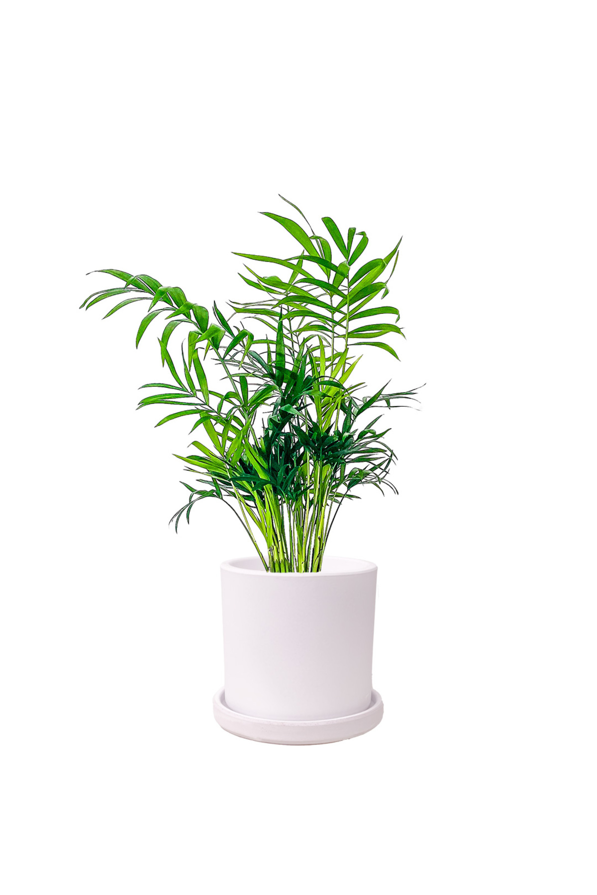 Fidanburada Dağ Palmiyesi Mini (Chamaedorea Elegans) Ruby Beyaz Saksılı ...