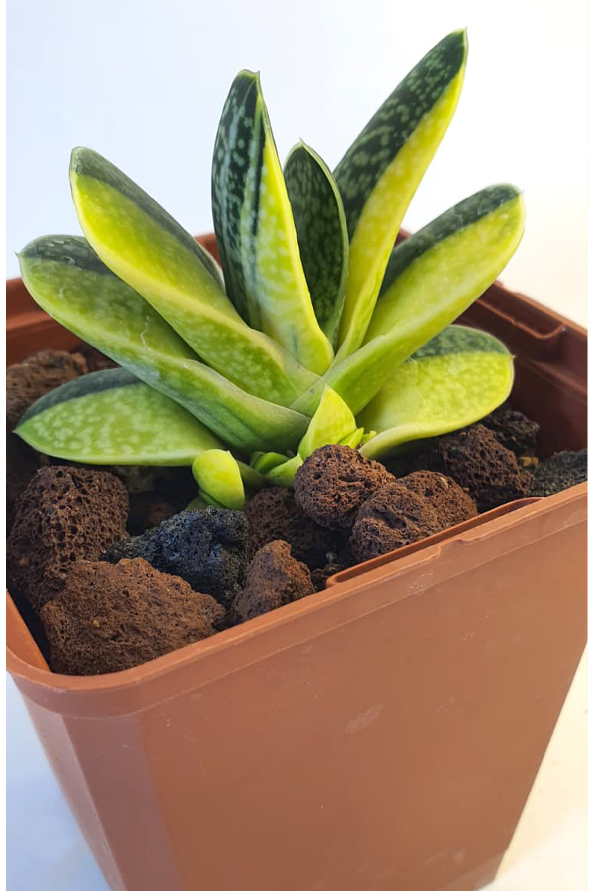Le Bitki Atölyesi Gasteria Gracilis Variegata Yavrulu Nadir Tür ...