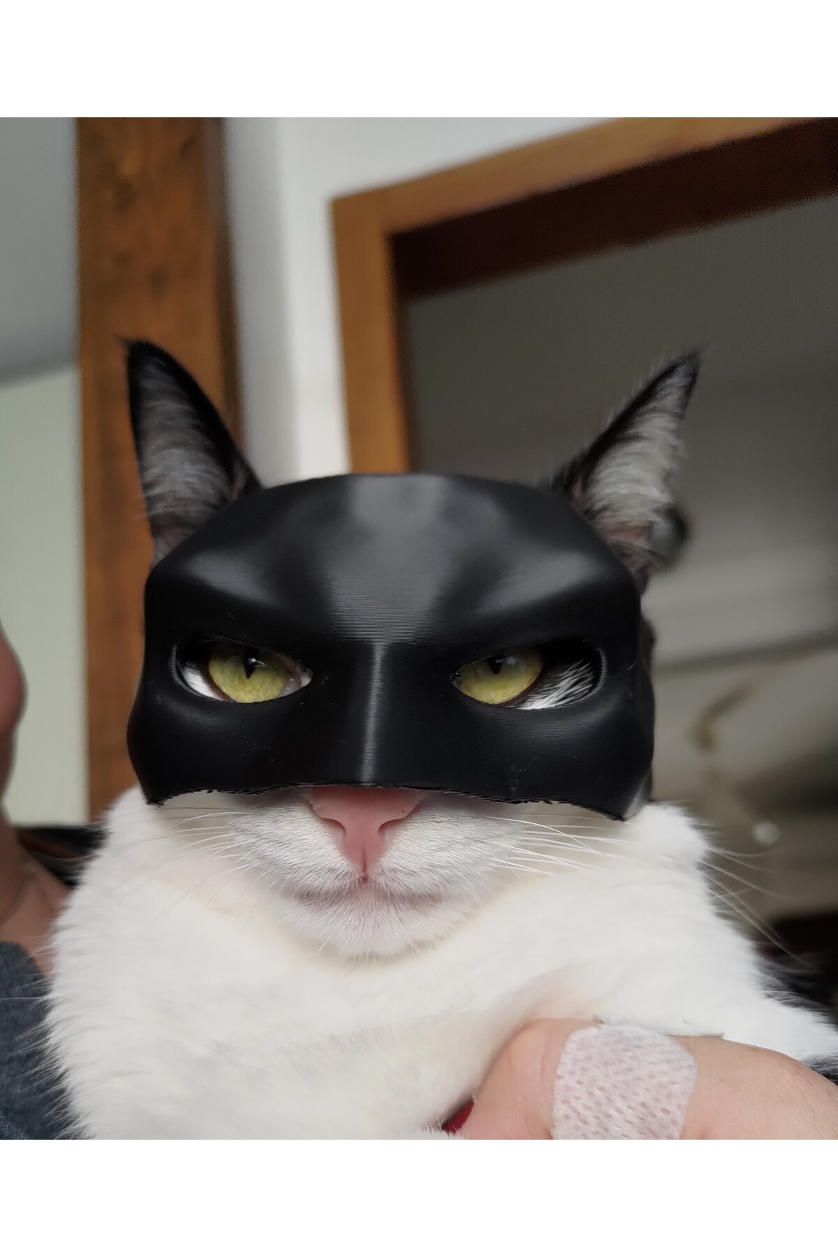 muggle design Kediler için Batman Maskesi - KEDİ KOSTÜM - GİYİM ...