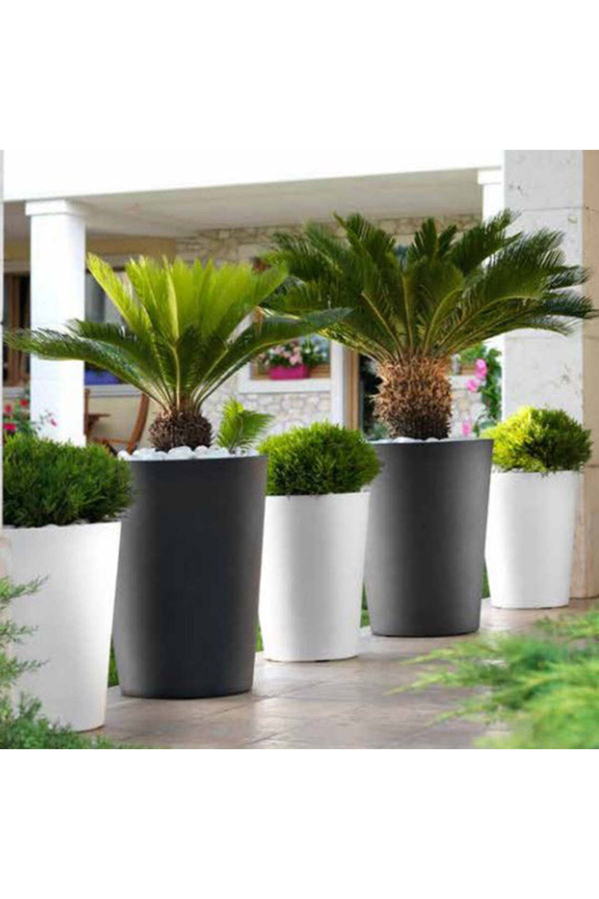Genel Markalar Zamora 50 Plastik Saksı Kapuçino - Fiyatı, Yorumları