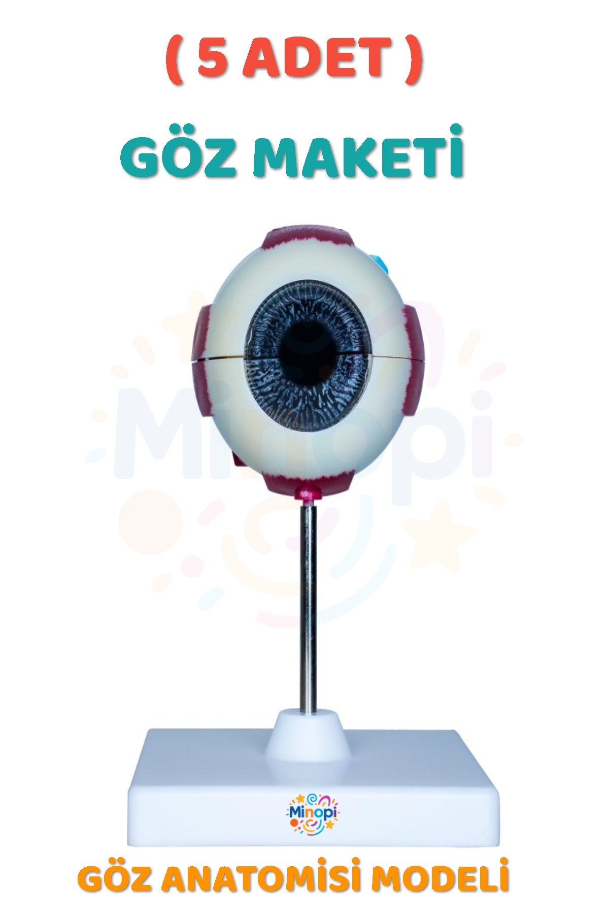 Minopi ( 5 Adet ) Göz Anatomisi Modeli İnsan Gözü Modeli Göz Yapısı ...