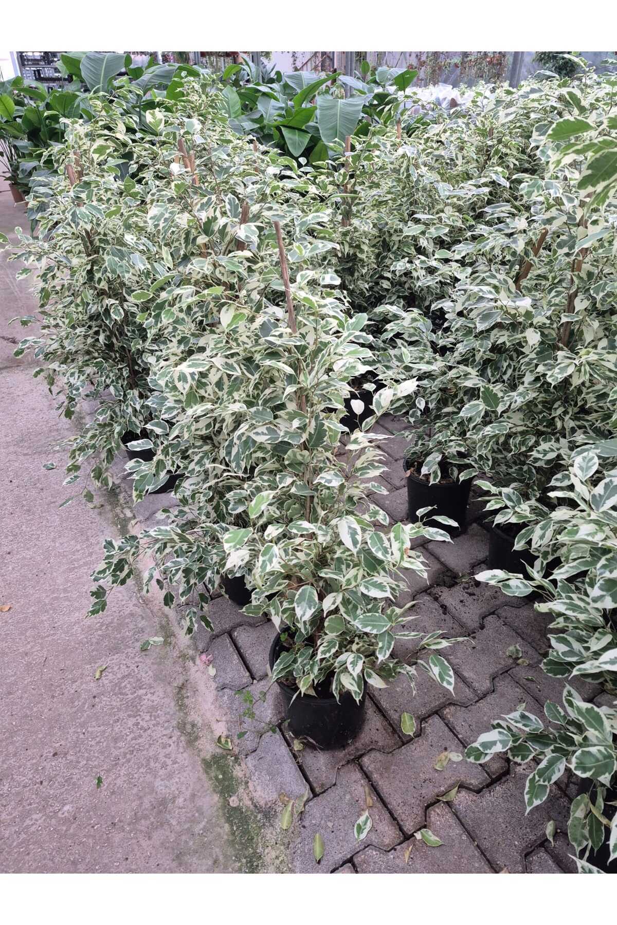Asi BENJAMİN STARLİGHT BİTKİSİ (120CM ) - Fiyatı, Yorumları