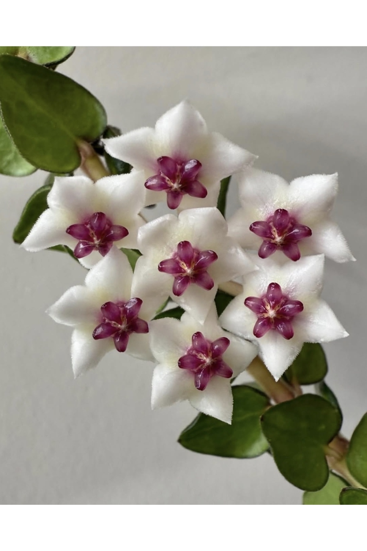 SİMAN BOTANİK Hoya Chinghungensis Variegata Mum Çiçeği - Fiyatı, Yorumları