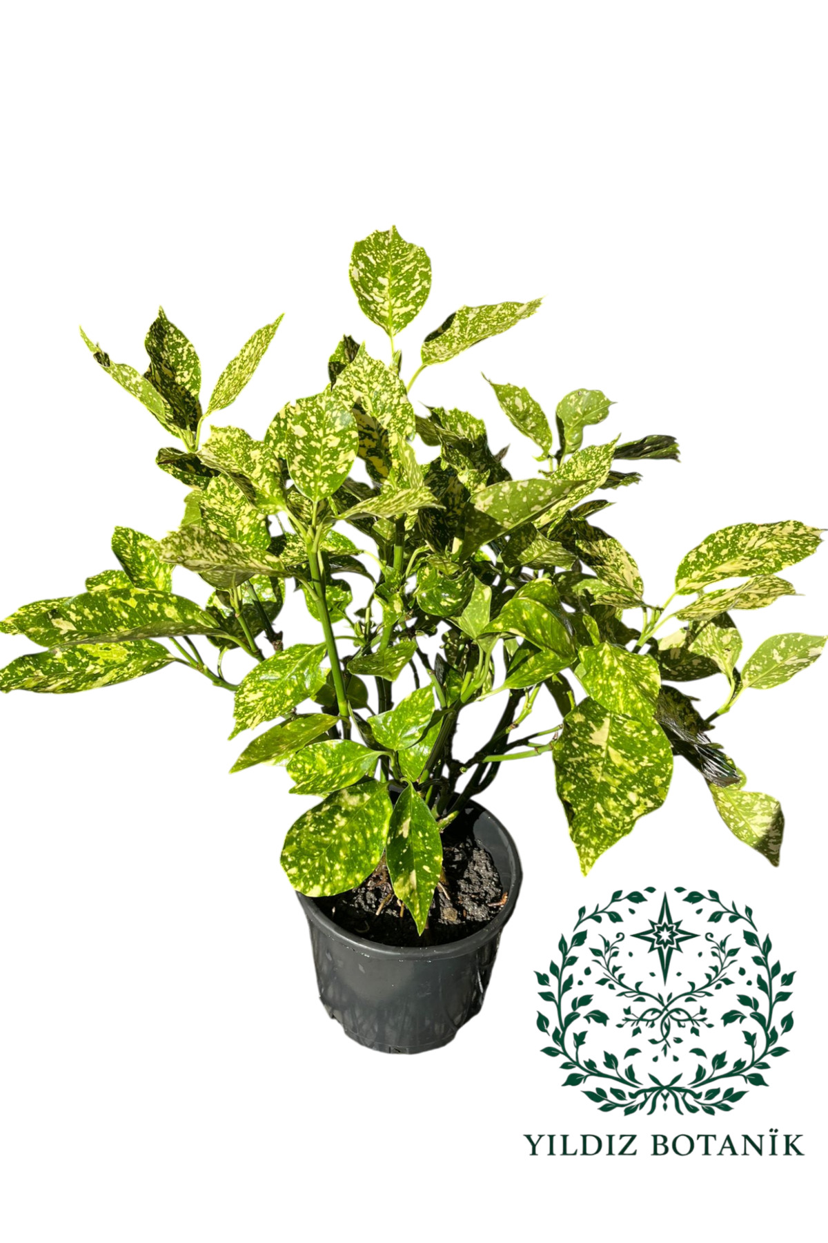 YILDIZ BOTANİK Akuba Lekeli Japon Defnesi Çiçeği Aucuba Japonica Fidanı ...