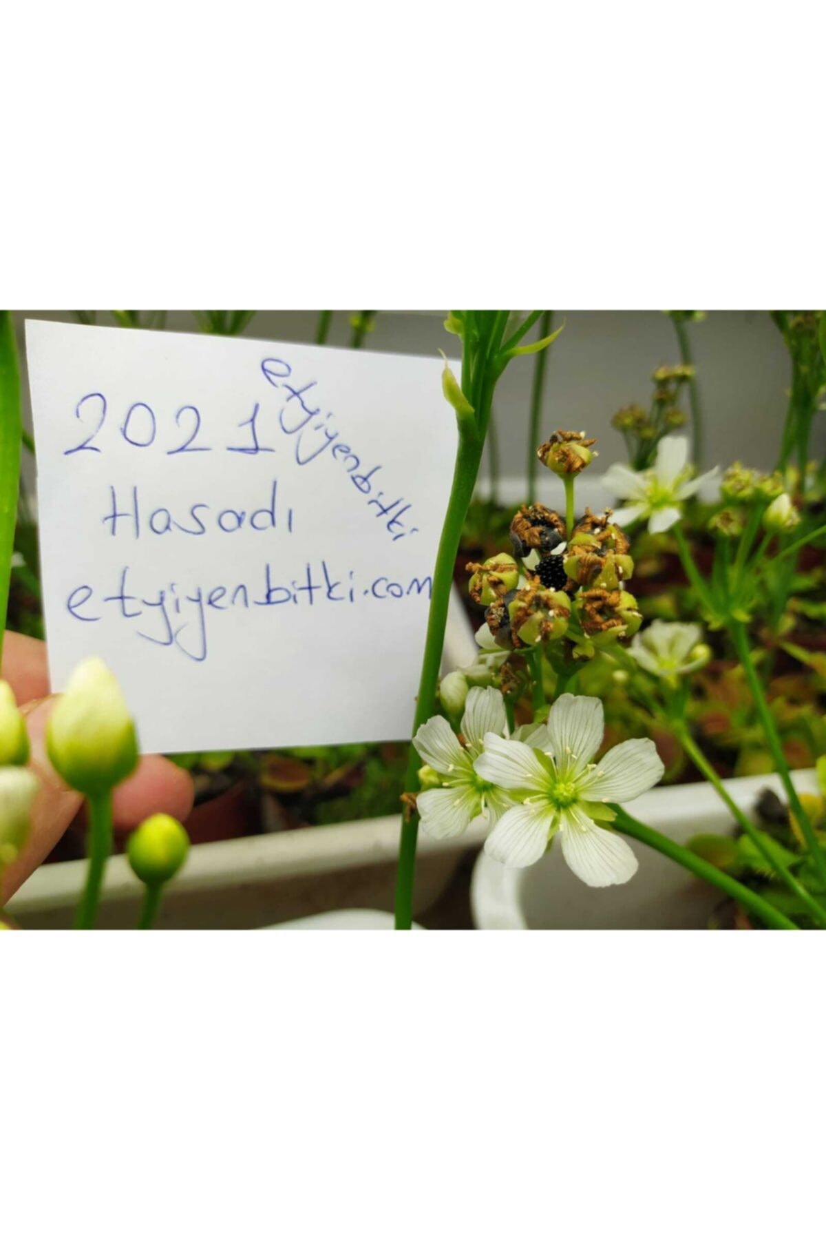 Etobur Bitkim Etoburbitkim Venüs Bitkisi Tohum Yetiştirme Kiti Ve 1 ...