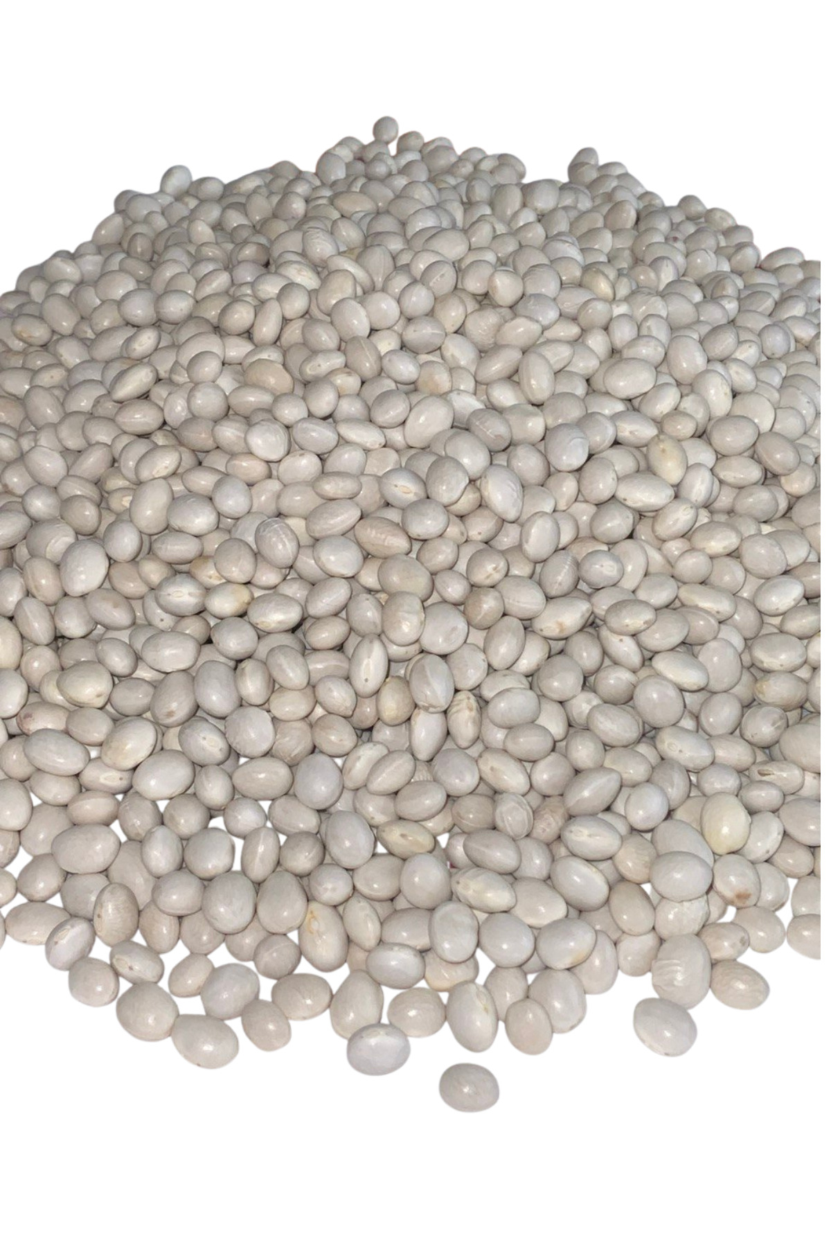 BADIÇ ŞEKER FASULYE Kuru Fasulye 3 KG Coğrafi İşaret Tescilli Kelkit ...