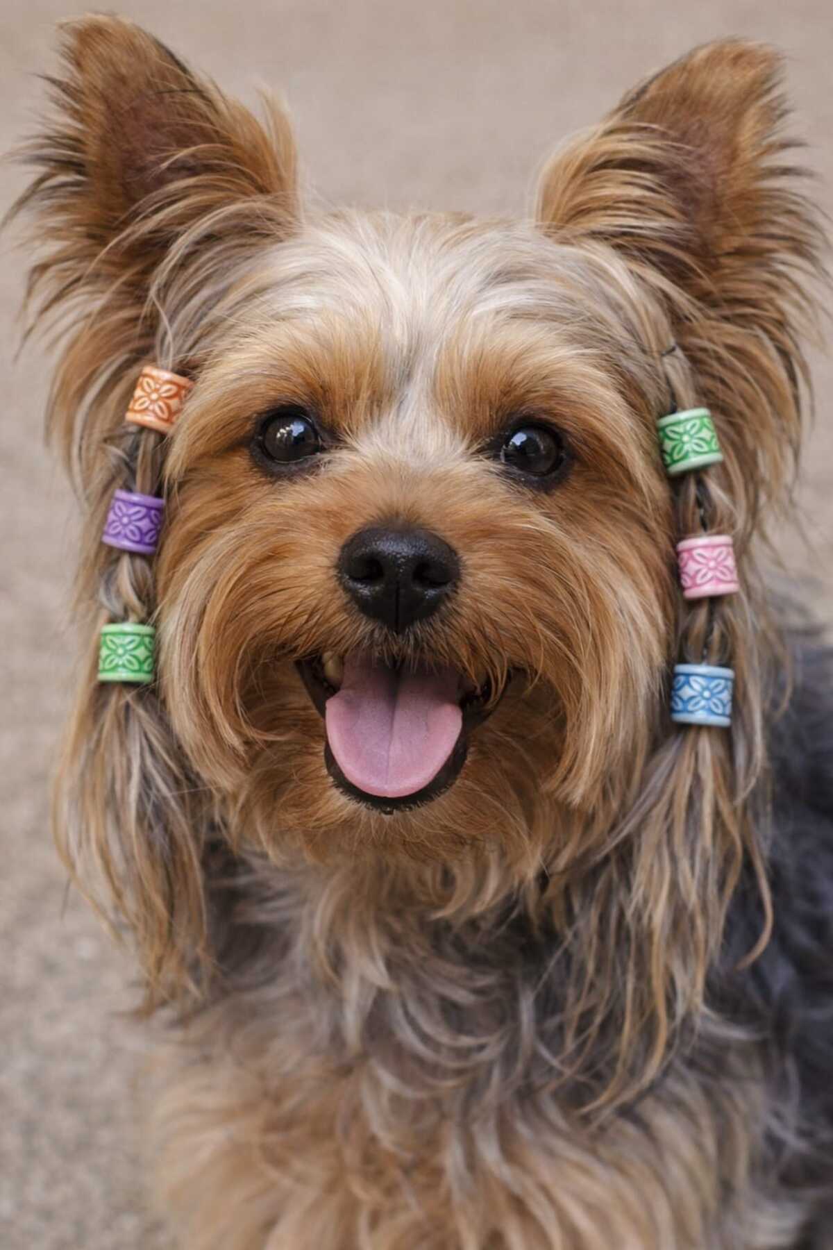 LOOL PREMİUM köpek rasta boncuğu köpek saç boncuğu - Fiyatı, Yorumları