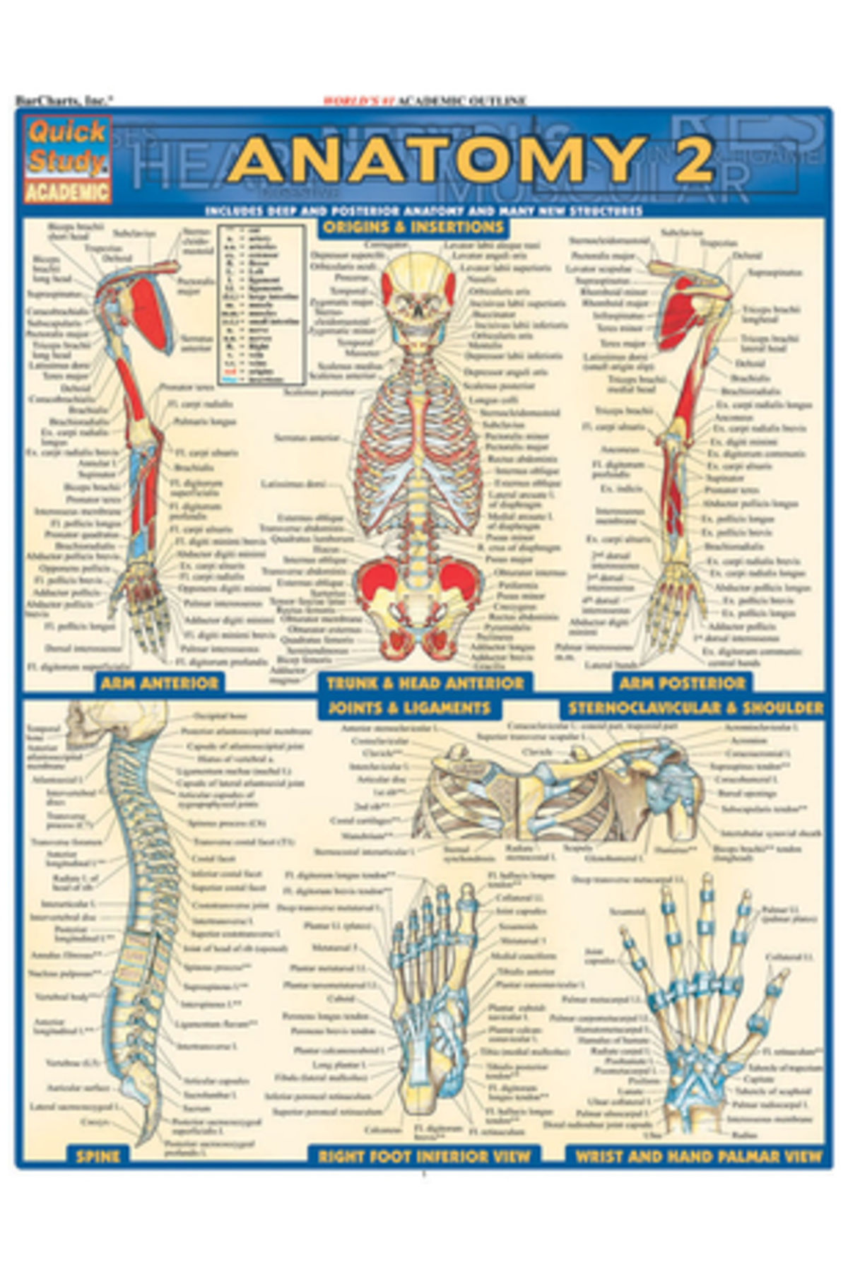 BarCharts Anatomy Laminate Reference Chart: Includes Deep and Posterior ...