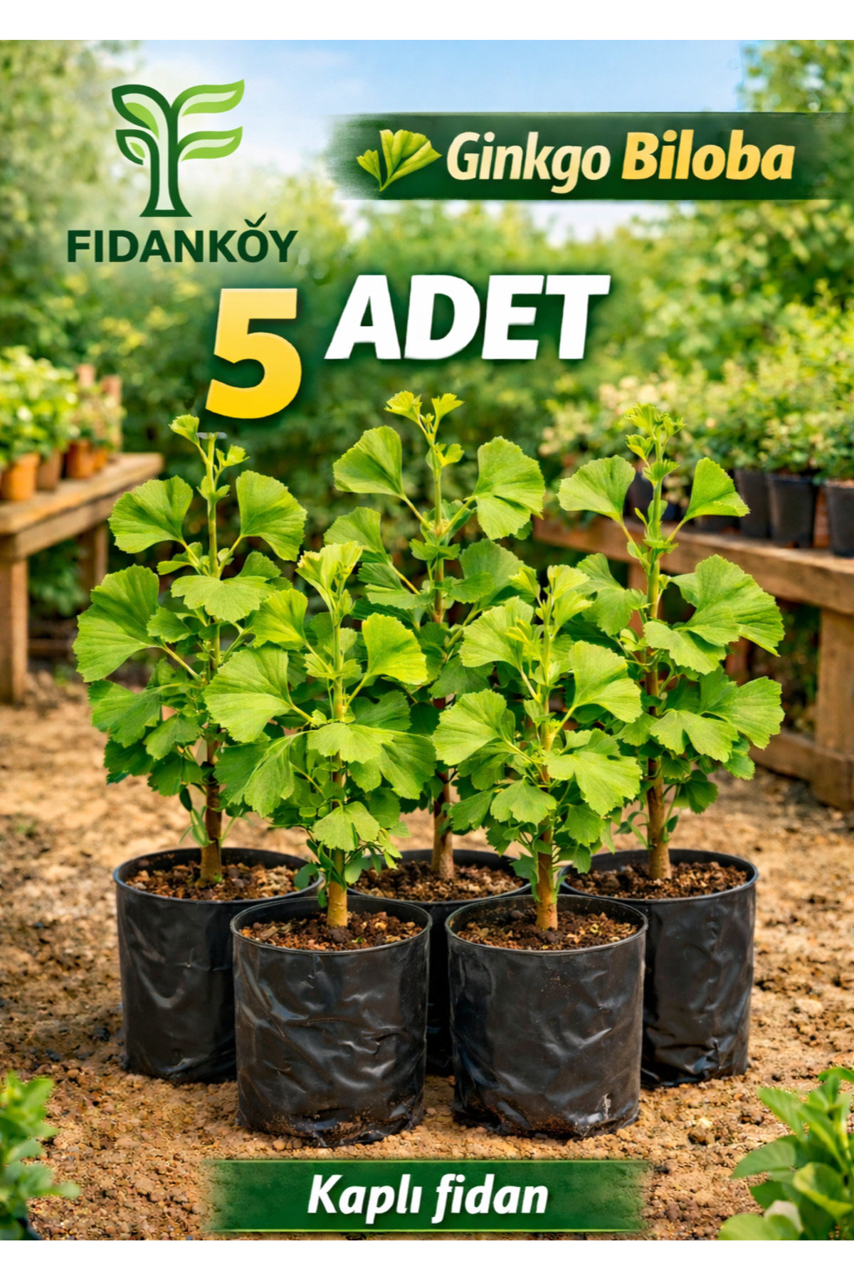 FİDANKÖY Ginkgo biloba Mabed ağacı Fil kulağı 5 Adet - Fiyatı, Yorumları