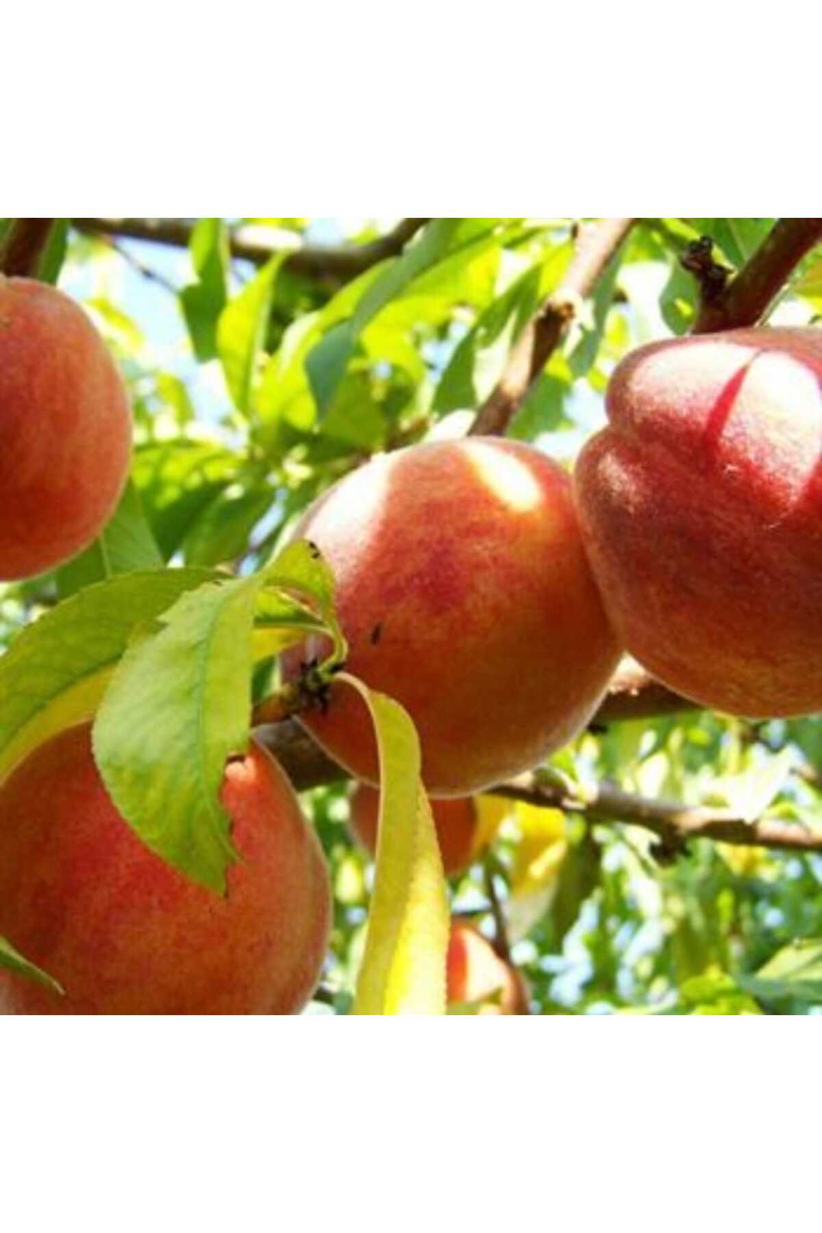 AFYONDOĞAPEYZAJ AŞILI SERTİFİKALI 2 YAŞ TRANSVALİA ŞEFTALİ FİDANI AÇIK ...