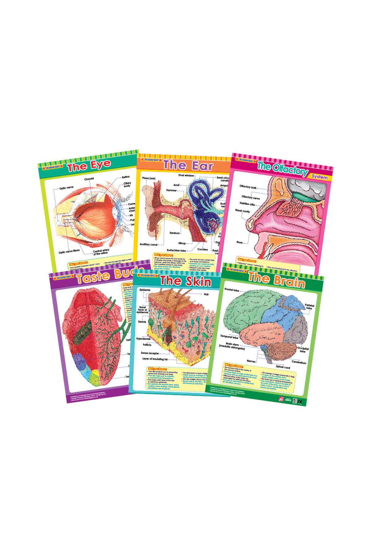 123Publishing House Cross Sections of Human Senses (6 Wall Charts ...