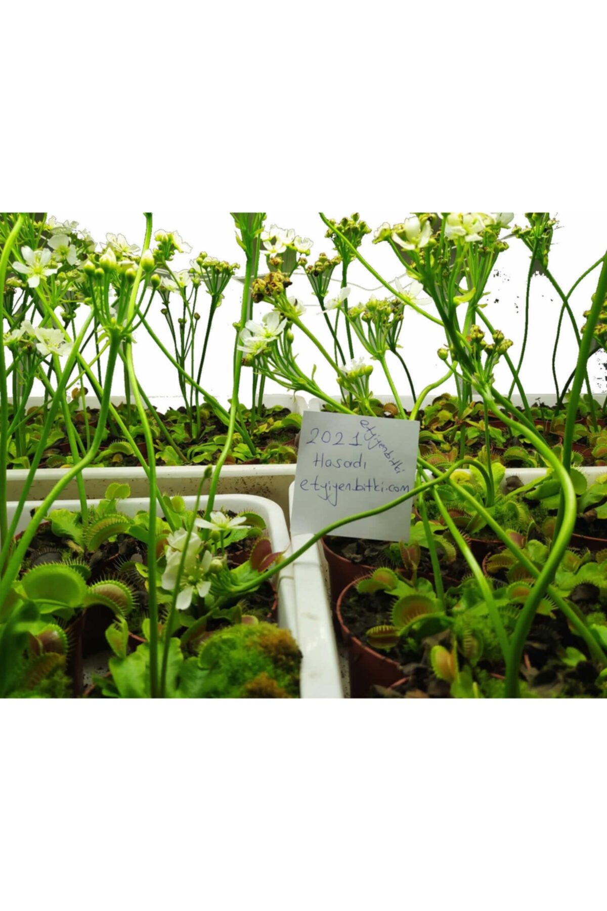 Etobur Bitkim Etoburbitkim Venüs Bitkisi Tohum Yetiştirme Kiti Ve 1 ...