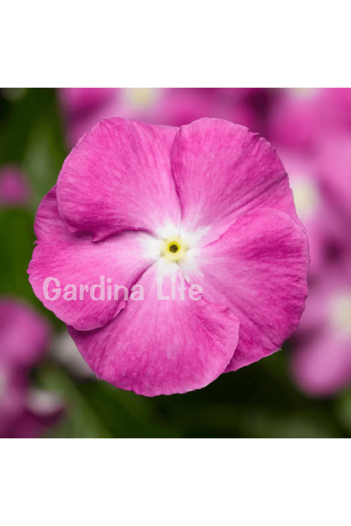 Gardina Rozet Çiçeği Fidesi Vinca Orchid Halo 10 Adet - Fiyatı, Yorumları