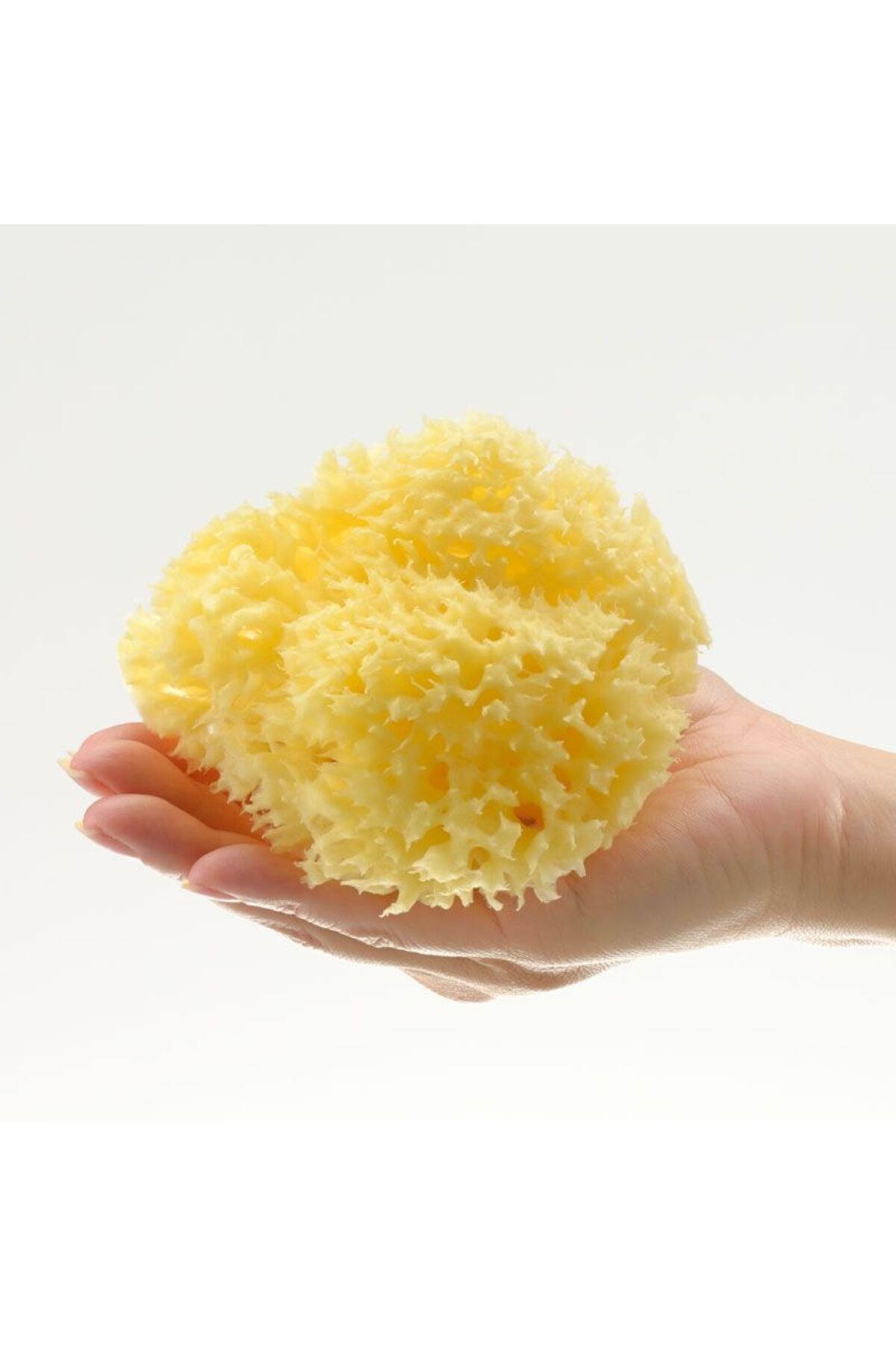 Bellini Sponge Doğal Akdeniz Süngeri, Bebek Banyo Süngeri Boyut:12 ...