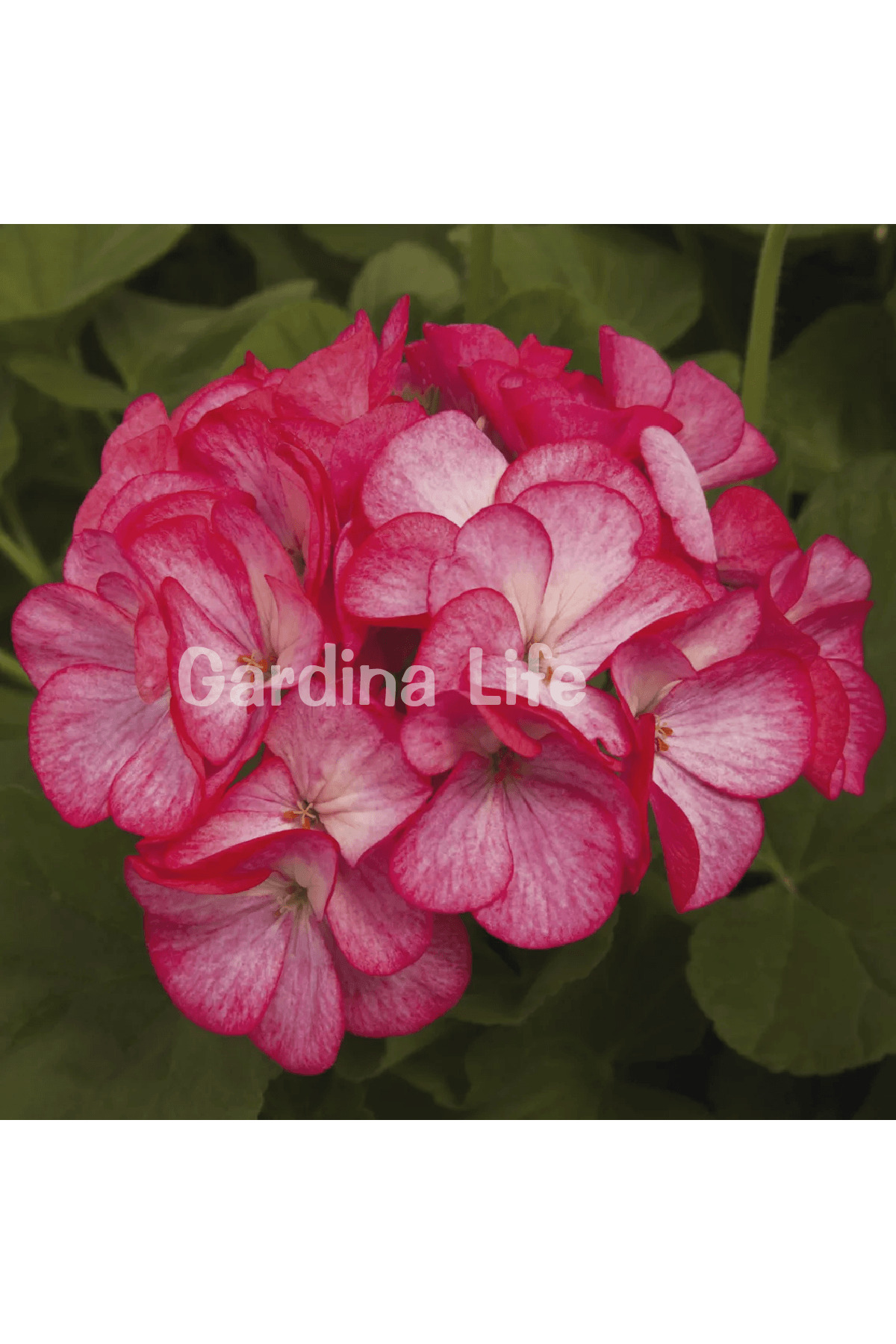 Gardina Dekoratif Sardunya Çiçeği Fidesi Rose Bicolor 10 Adet - Fiyatı ...