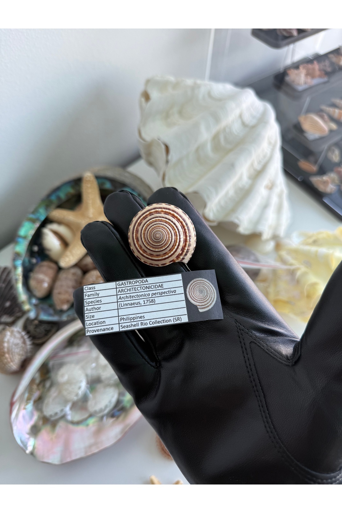 Seashell Rio Deniz Kabuğu; Architectonica perspectiva | 3-4 cm | 1 Adet ...