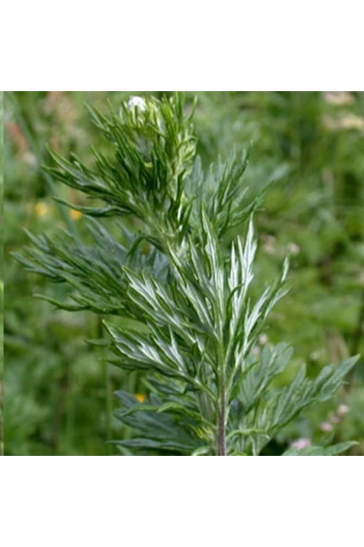 Bilgarden Artemisia Absinthium Pelin Otu Tohumu 50 Tohum Fiyatı ...