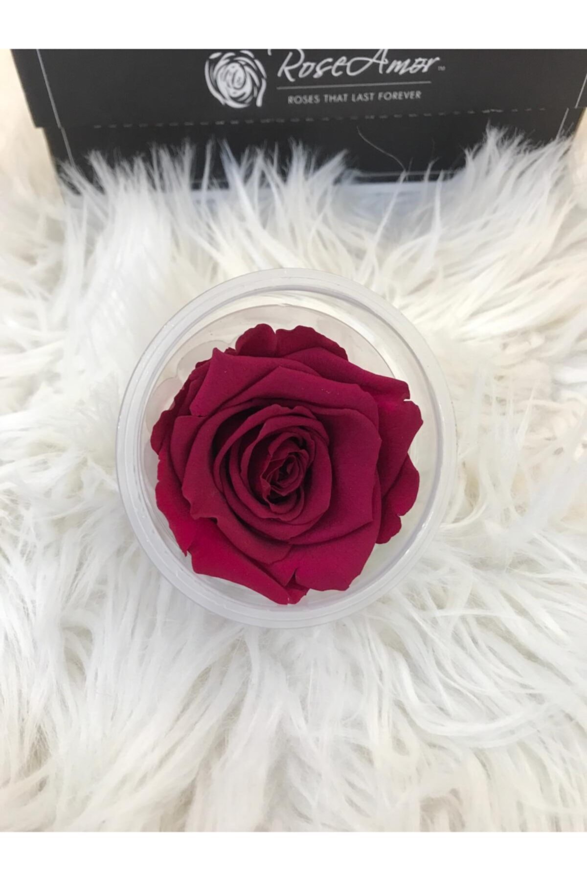 Rose Amor Solmayan Xl Canlı Gül Bordo - Fiyatı, Yorumları