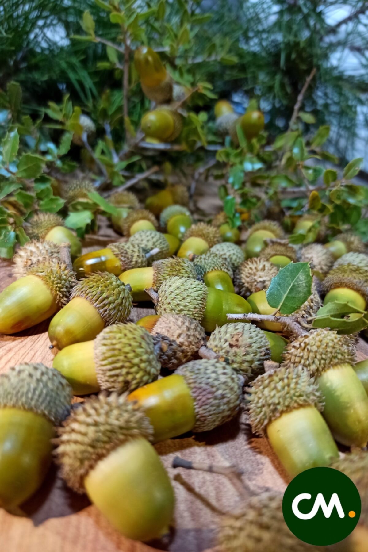 HB BOTANIC 50 Adet %100 Doğal Dekoratif Palamut / Pelit / Meşe Palamudu ...