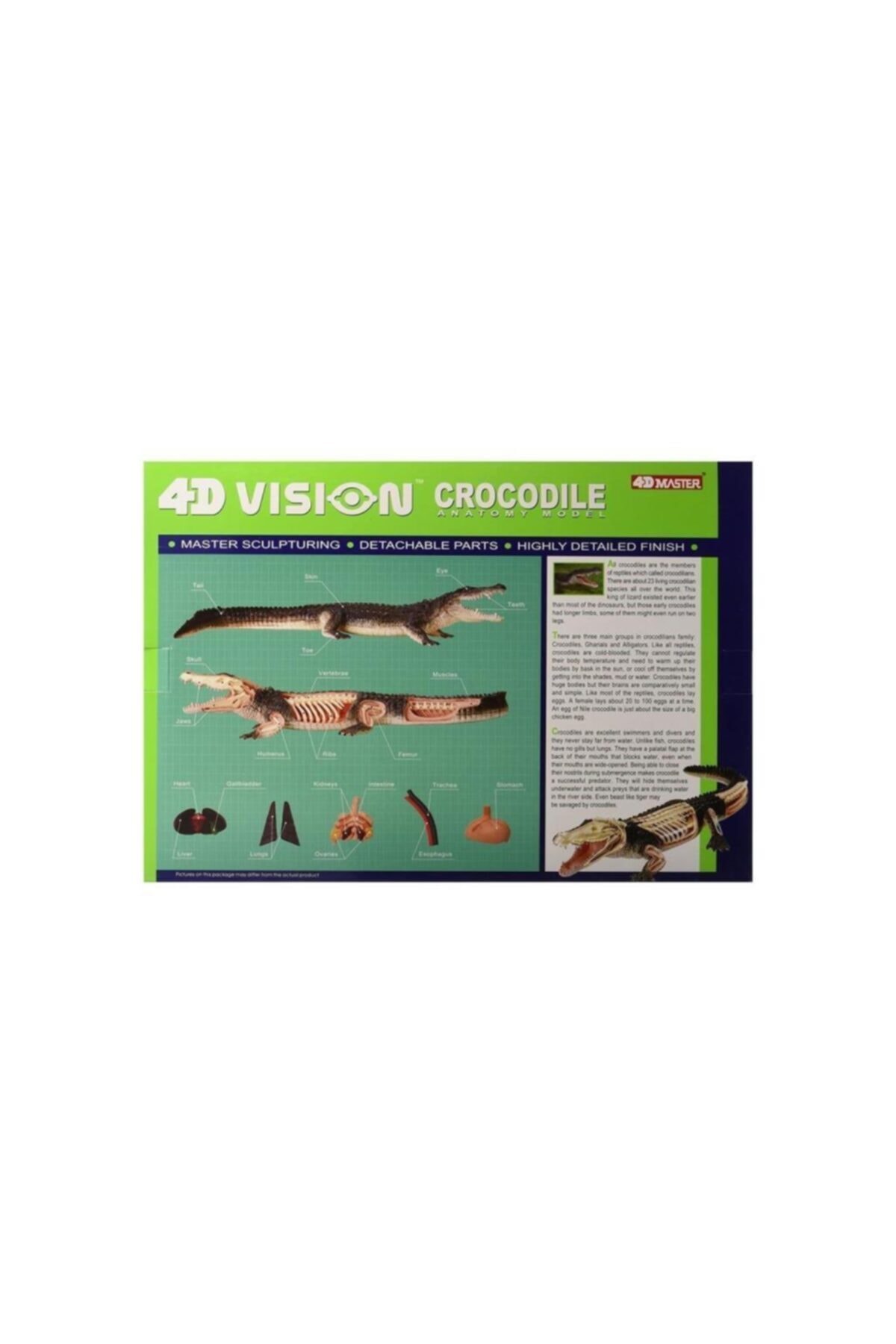 4D Master Vision Oyuncak Timsah Anatomi Modeli Fiyatı, Yorumları - Trendyol