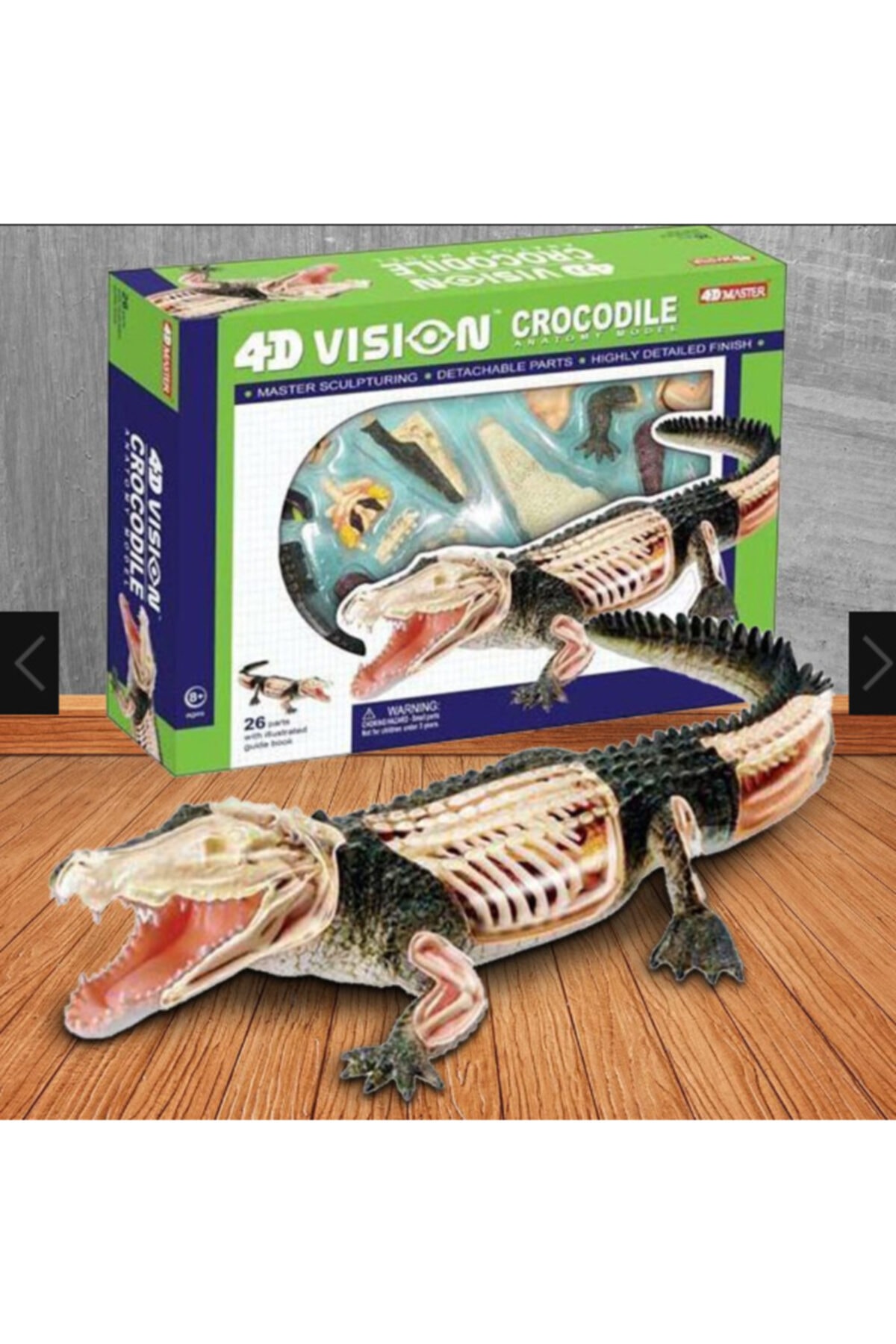 4D Master Vision Oyuncak Timsah Anatomi Modeli Fiyatı, Yorumları - Trendyol