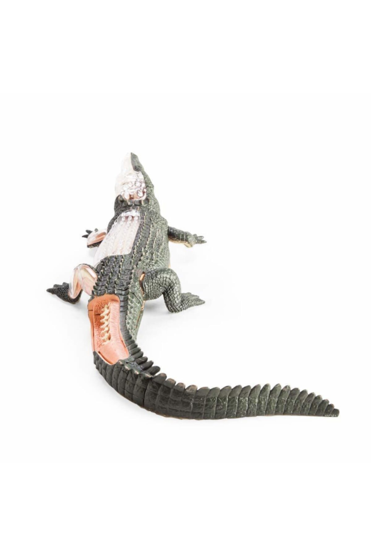 4D Master Vision Oyuncak Timsah Anatomi Modeli Fiyatı, Yorumları - Trendyol