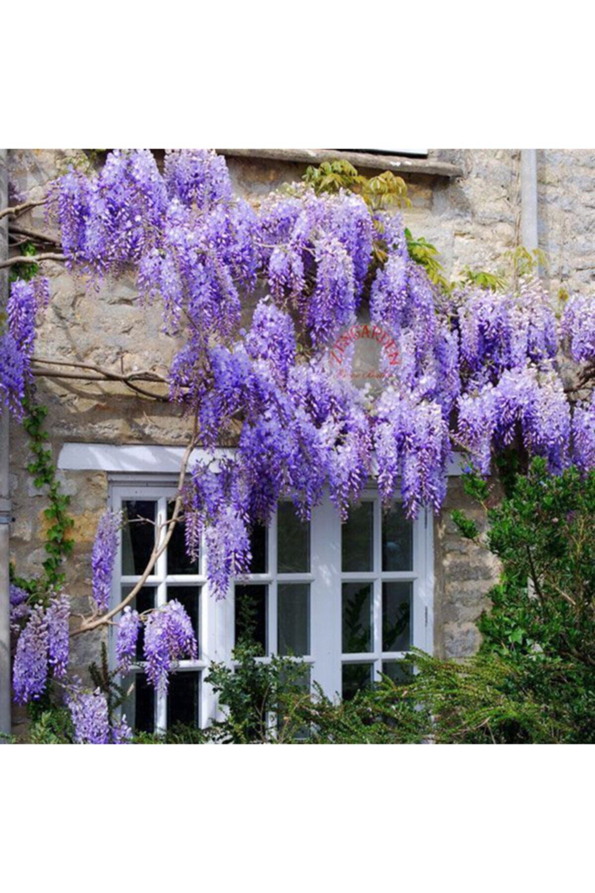 OXE GARDEN Mor Salkım Tohumu 3 Adet Doğal Ev Bahçe Için Ideal Saksı ...